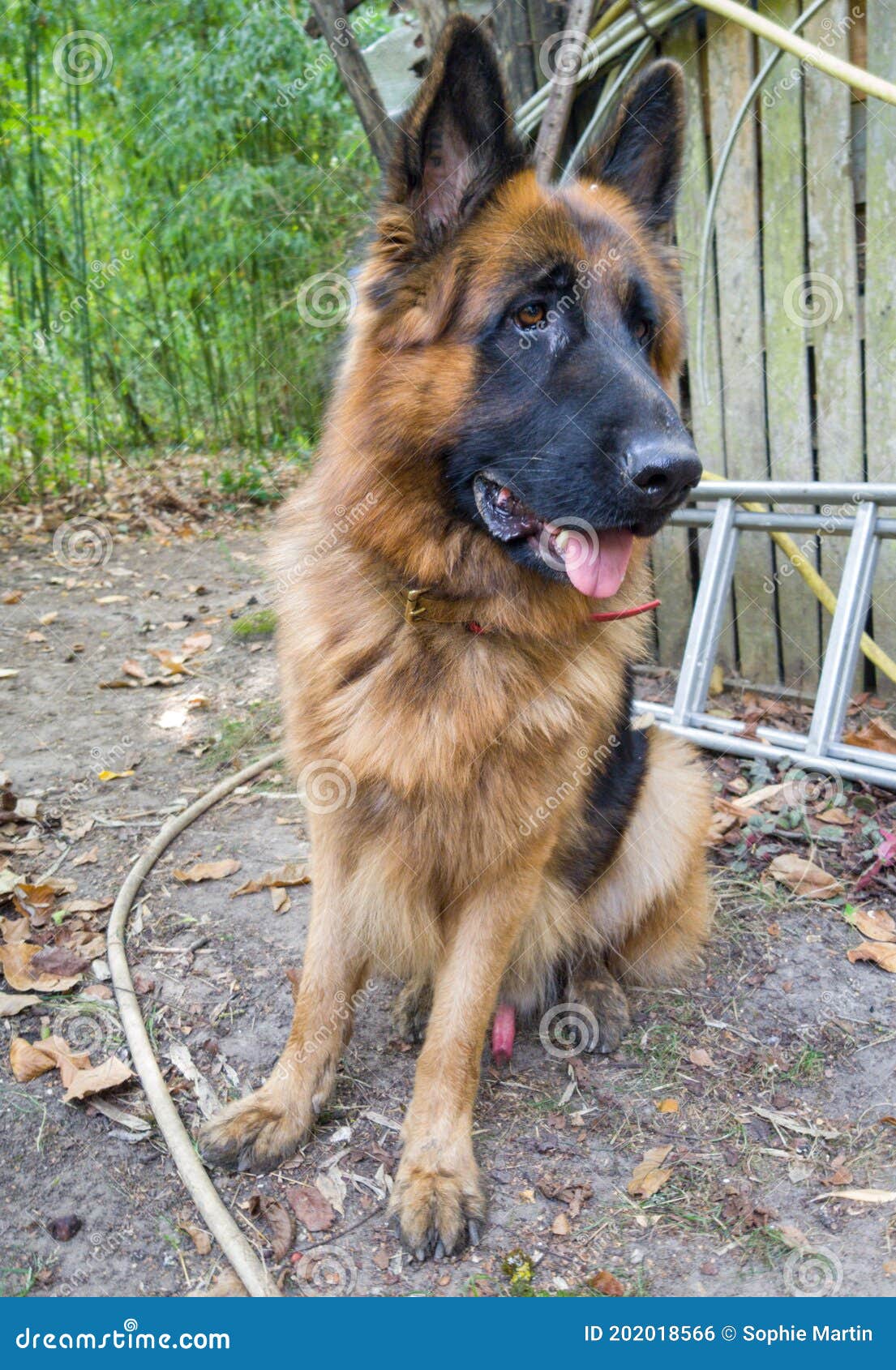 German Shepherd Dog Standing Stock Photo - Image of german, mammal ...