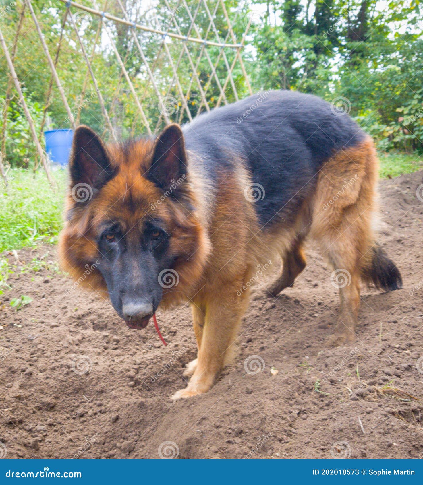 German Shepherd Dog Standing Stock Image - Image of hound, sports ...