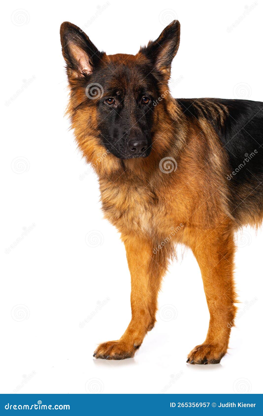 German Shepherd Dog Standing Isolated on White Stock Image - Image of ...