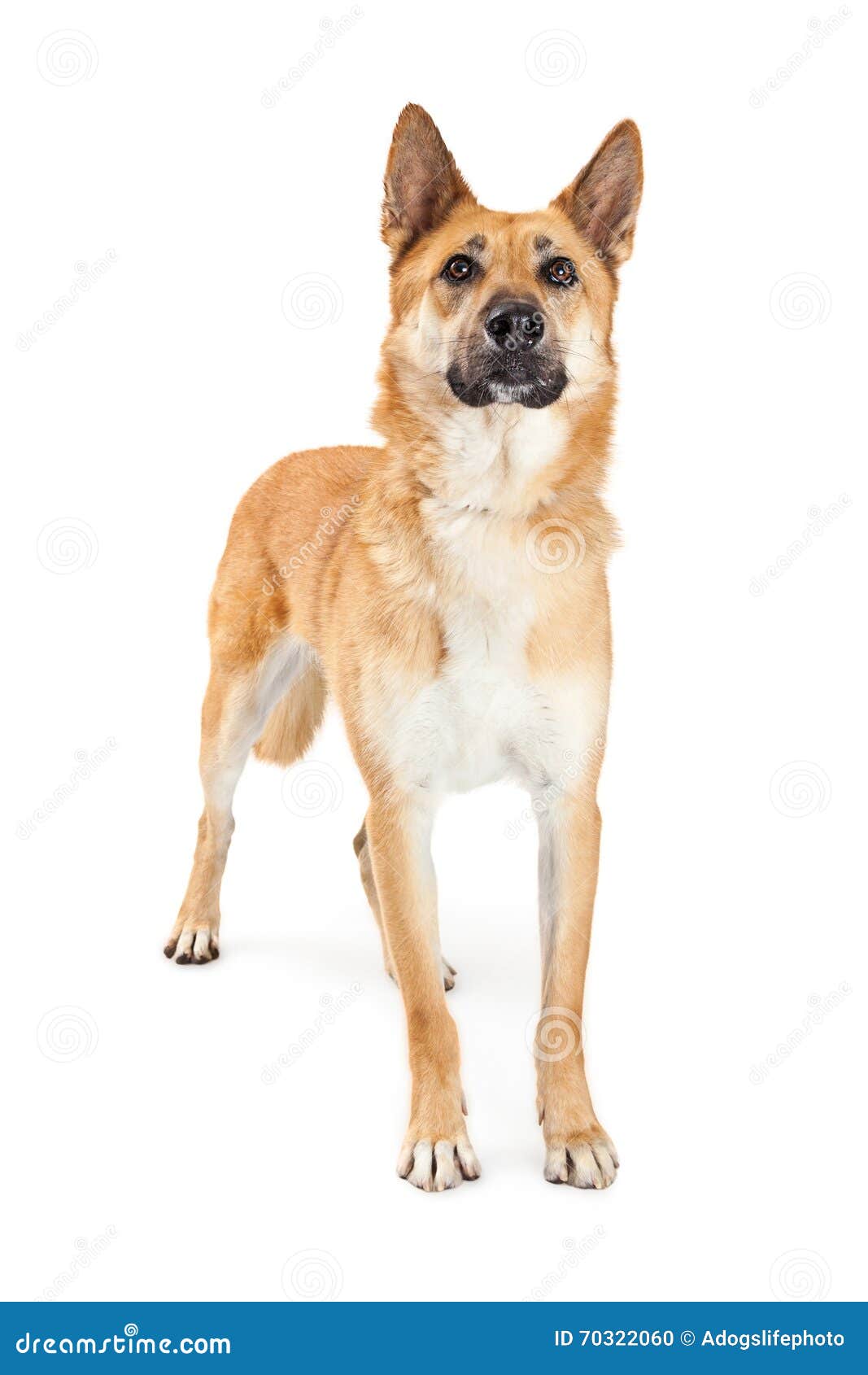 German Shepherd Dog Standing Looking Up Stock Photo - Image of shepherd ...