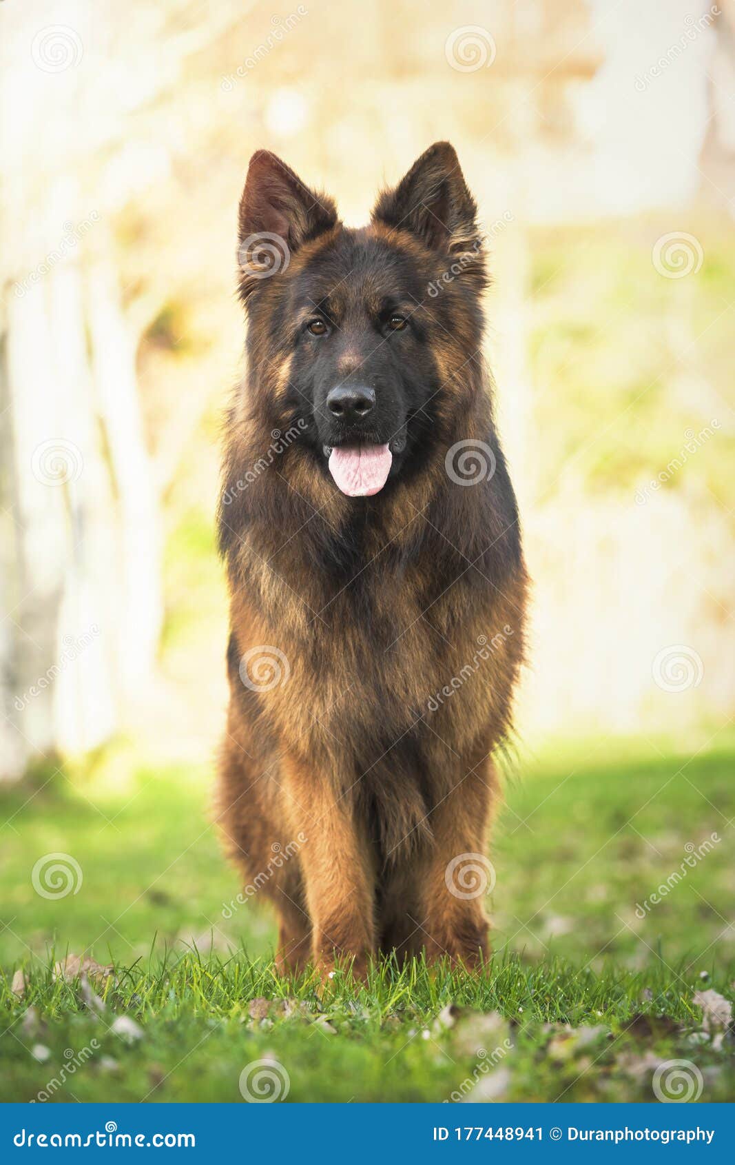 German Shepherd Dog Standing in the Park Stock Image - Image of summer ...