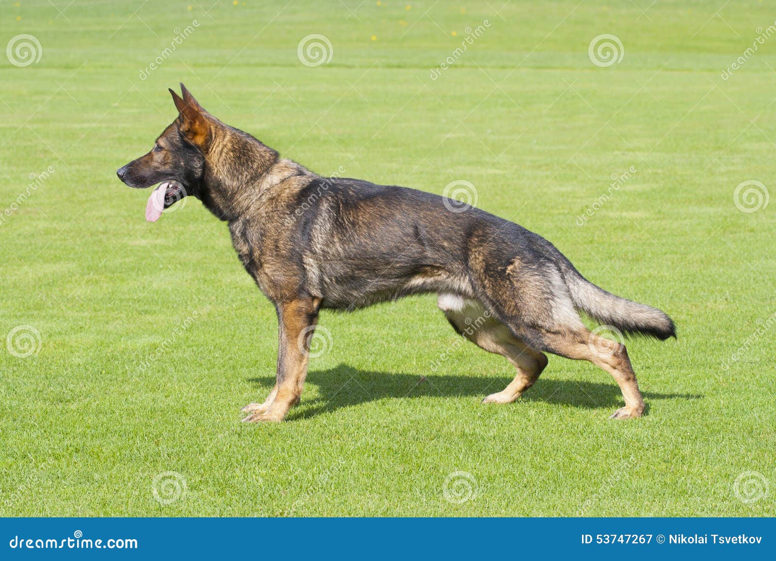 German Shepherd Dog is Standing in Profile Stock Image - Image of ...