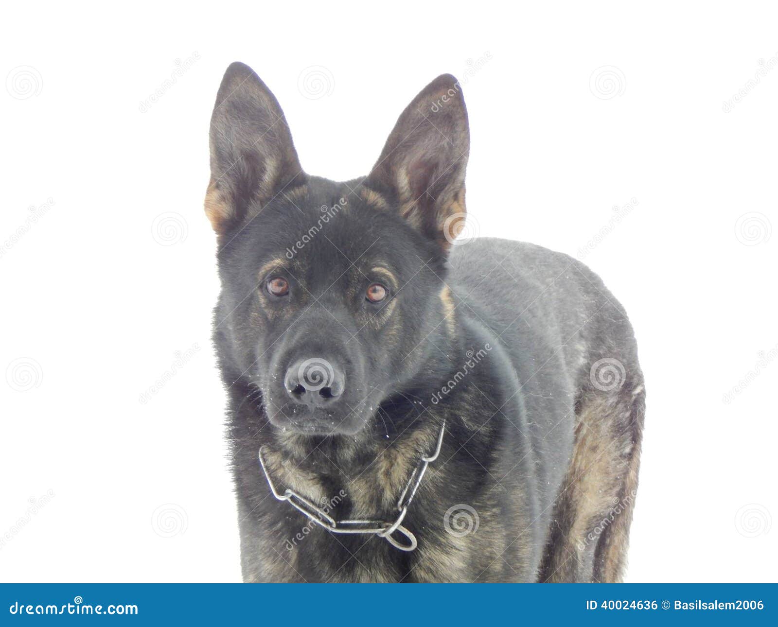 German Shepherd dog stock photo. Image of standing, german - 40024636