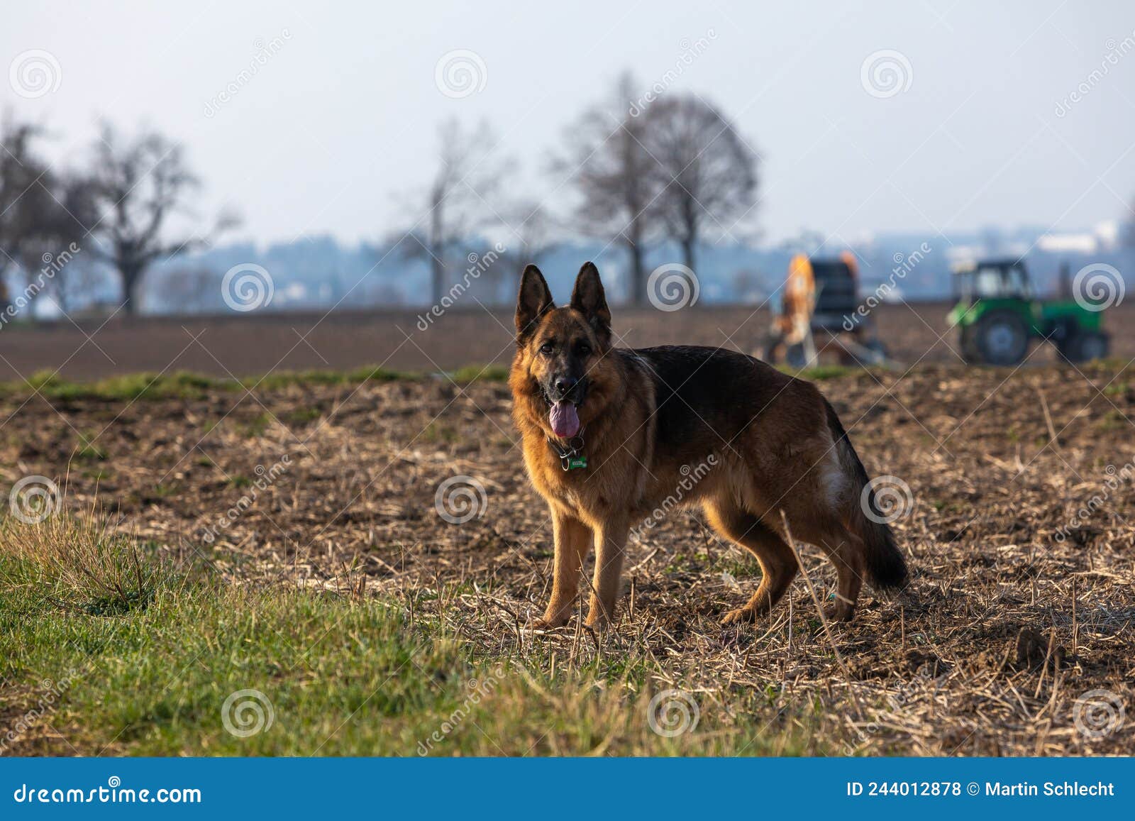 German Shepherd Dog Stands on a Field Stock Photo - Image of field ...