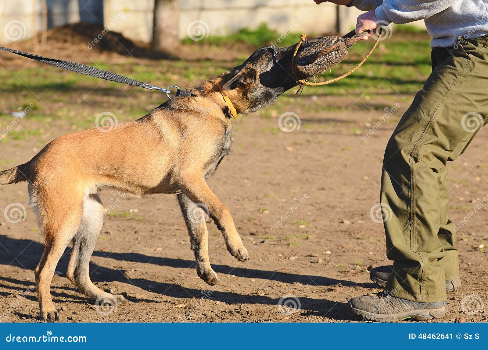 German shepherd dog stock image. Image of leash, clever - 48462641