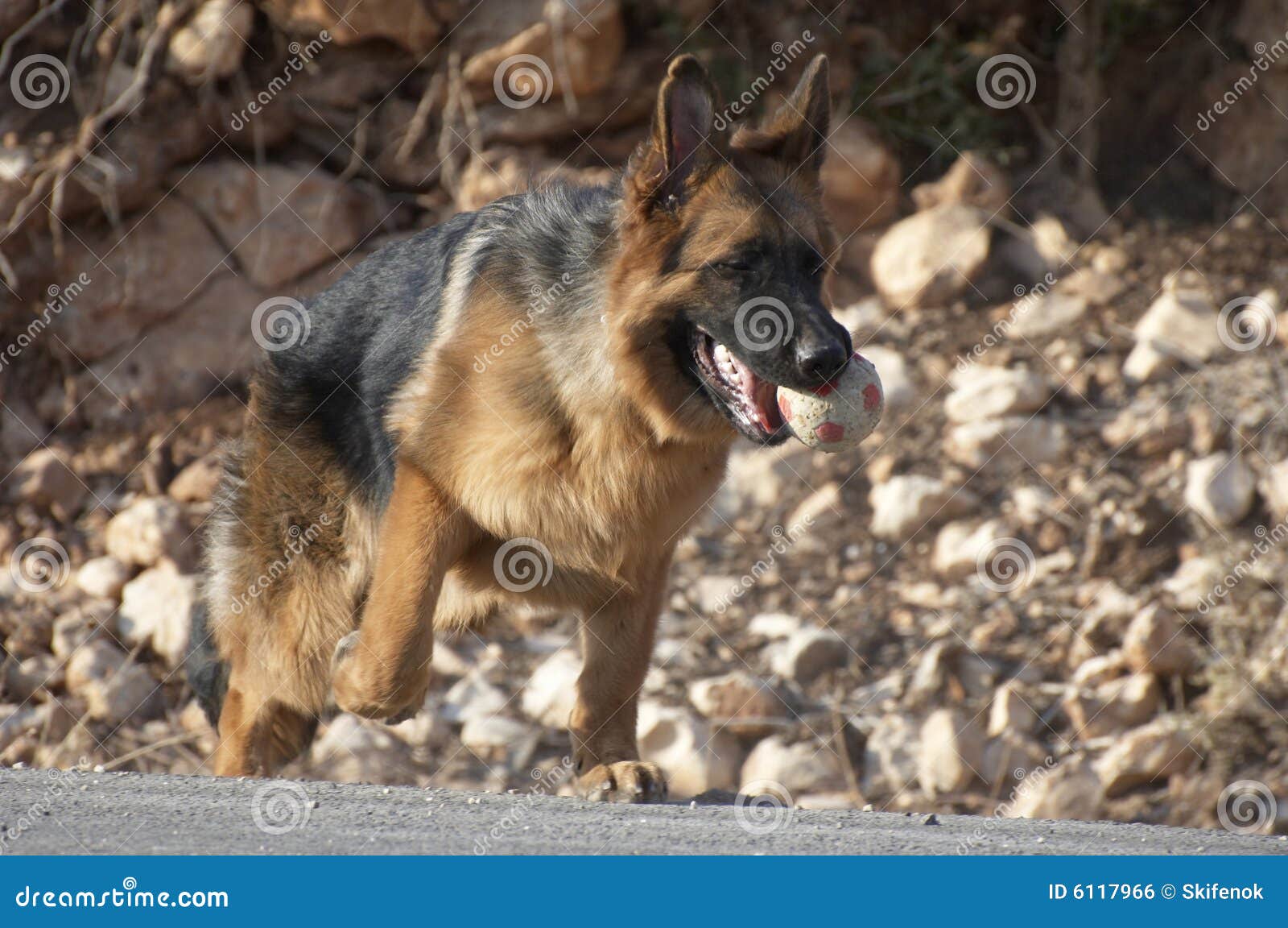 German Shepherd Dog at Training Stock Photo - Image of faithful, ball ...