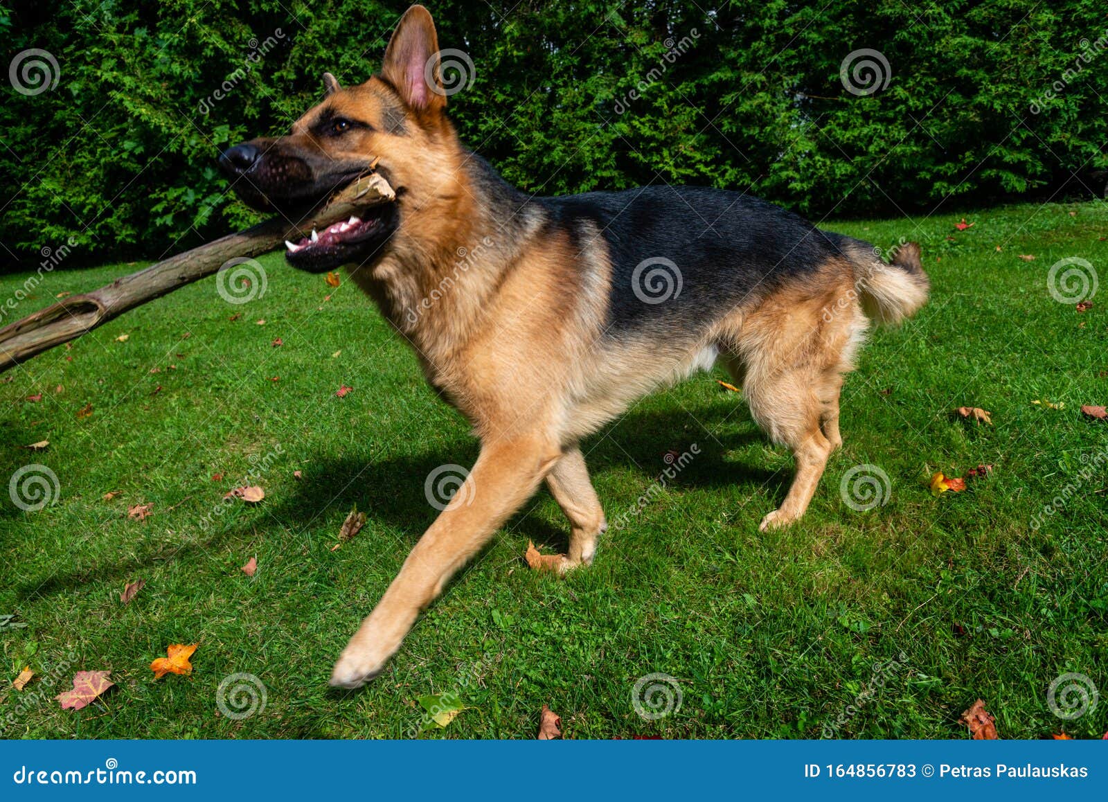 German Shepherd Dog at the Training Stock Image - Image of park, canine ...