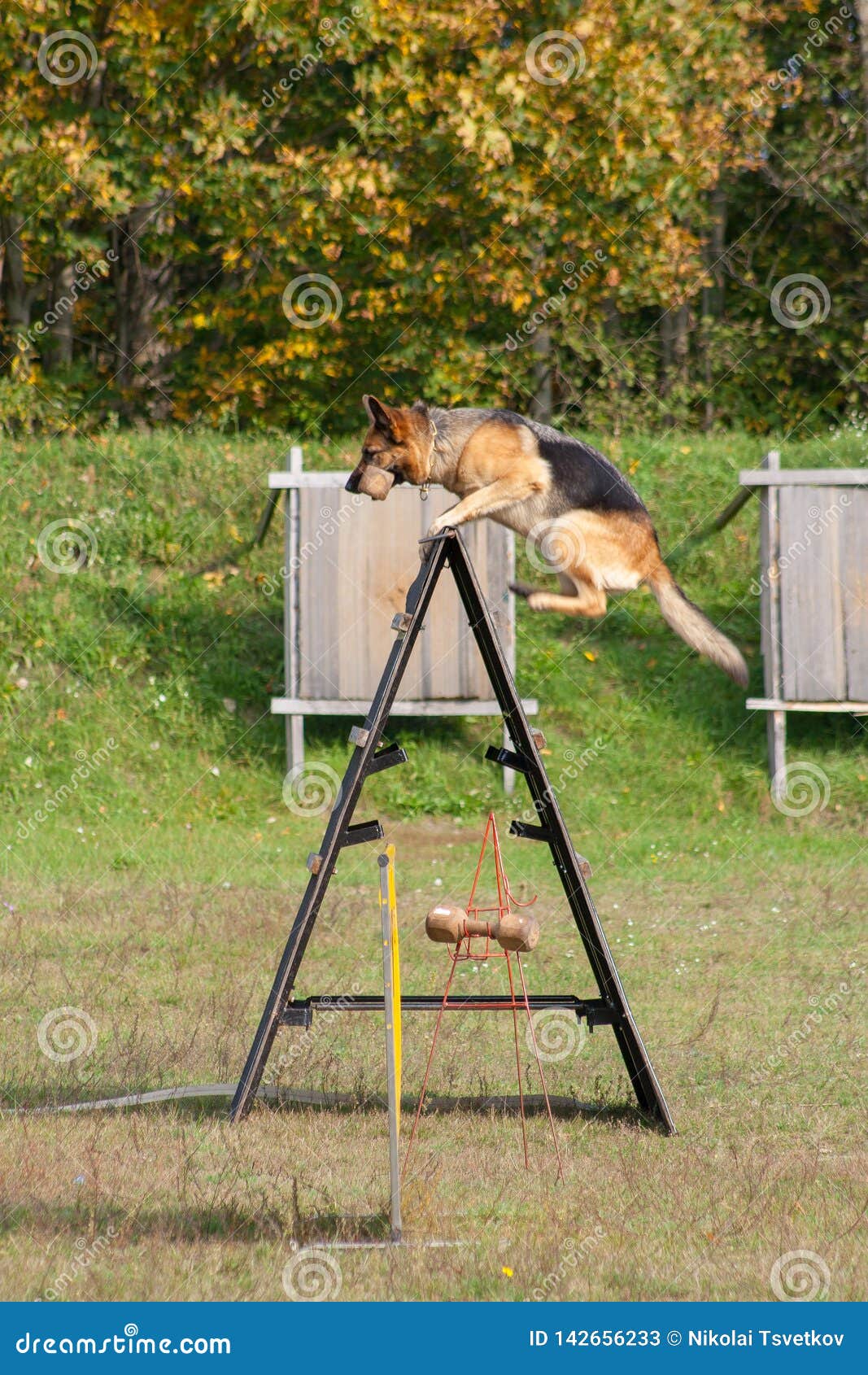 German Shepherd on the Dog Training Ground Stock Image - Image of ...