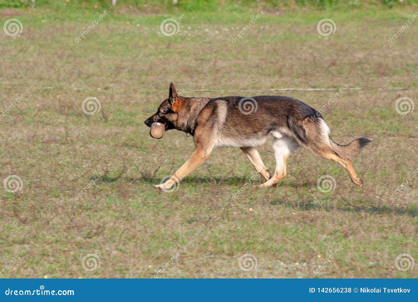 German Shepherd on the Dog Training Ground Stock Photo - Image of ...