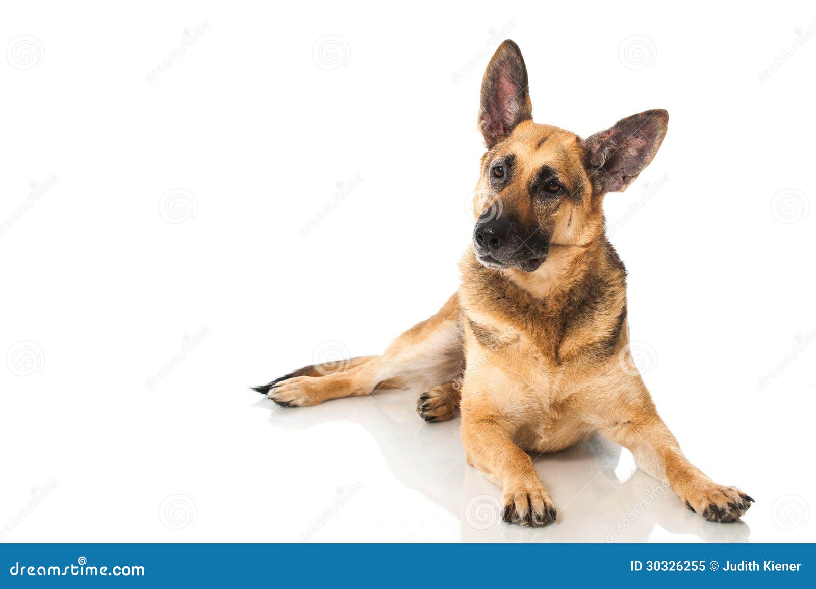 German Shepherd Dog stock image. Image of front, pedigreed - 30326255