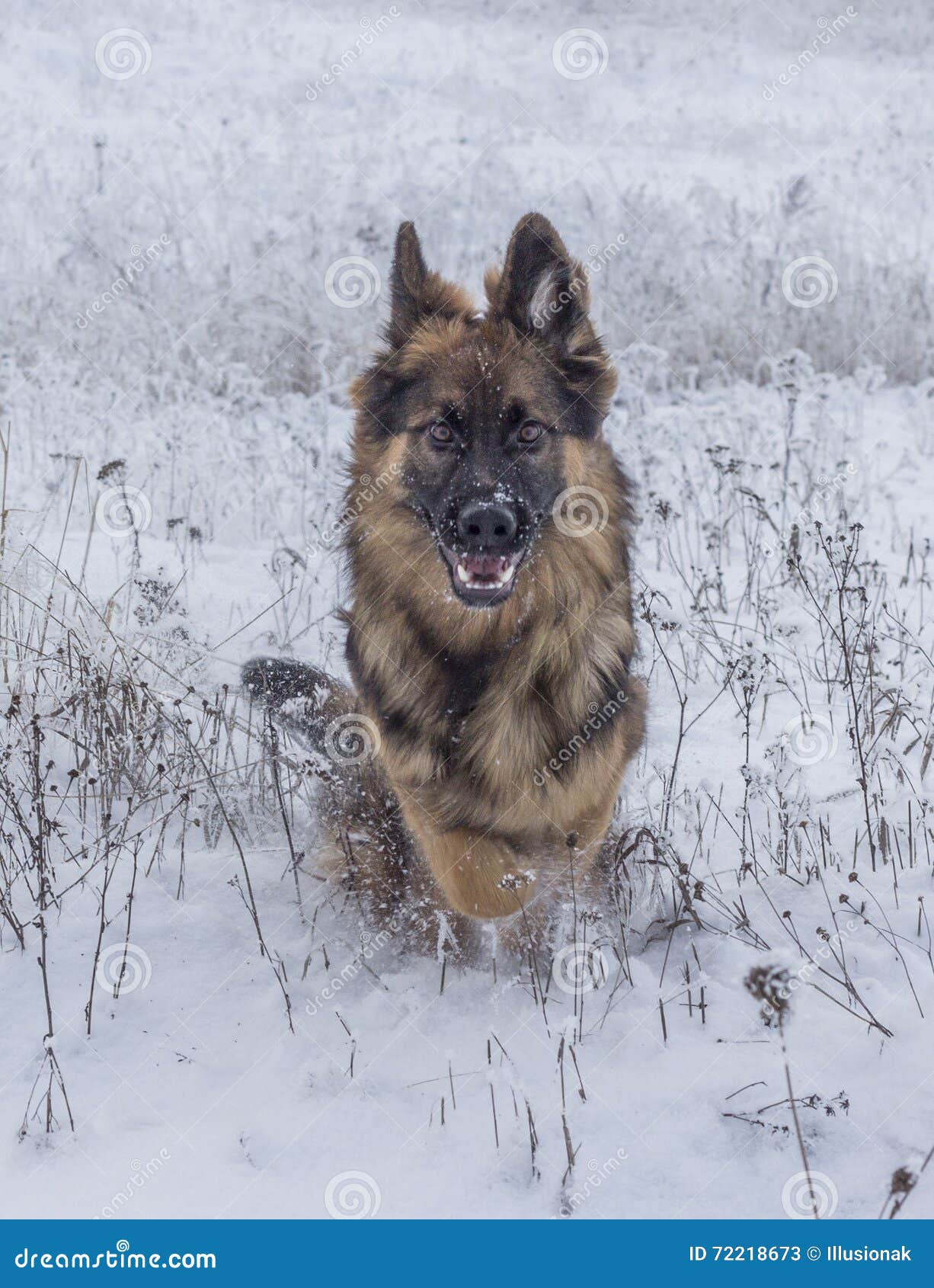 German Shepherd Dog in Winter Time Stock Image - Image of shepherd ...