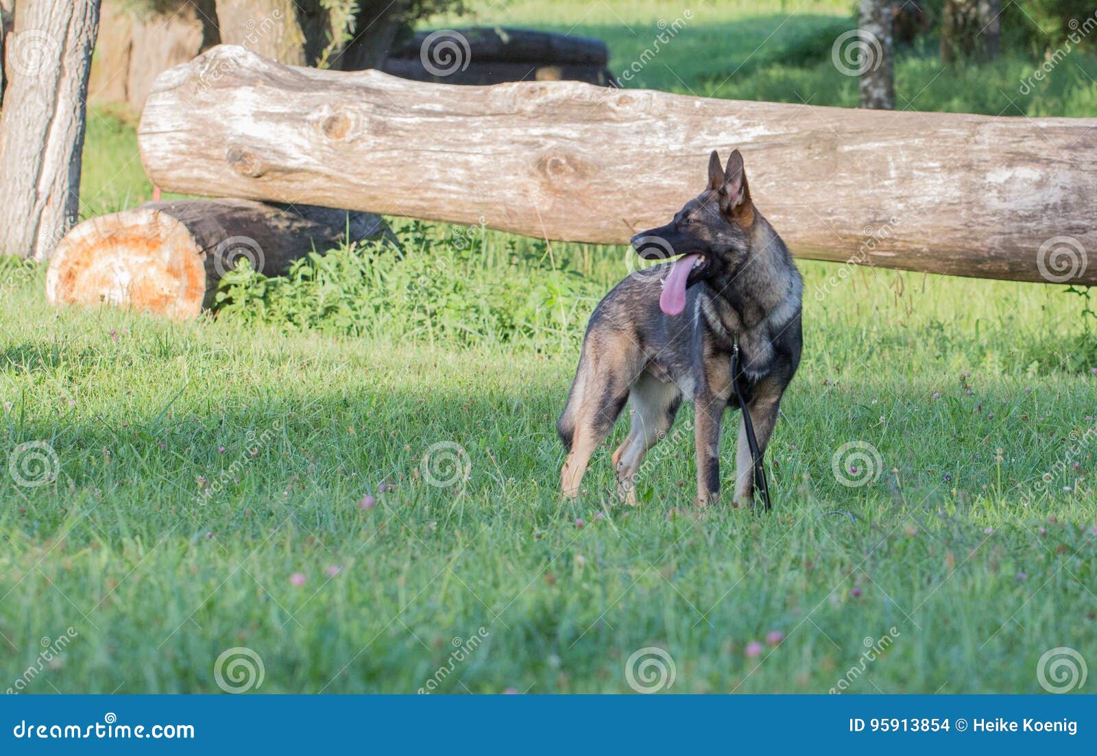 German Shepherd Dog at Work Stock Photo - Image of police ...