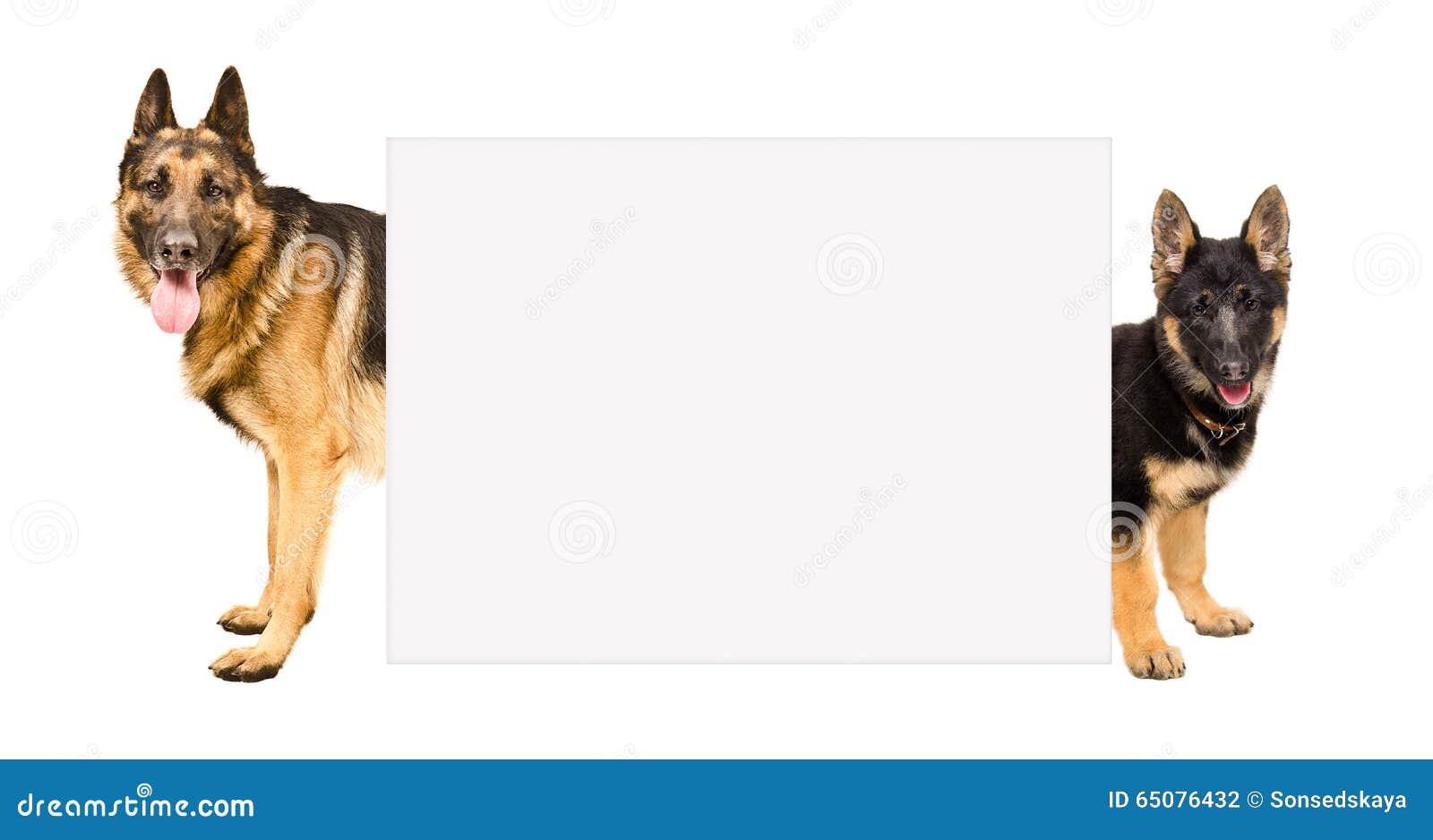 Set Of Dogs Peeking Out Of A Green Screen Royalty-Free Stock Image ...