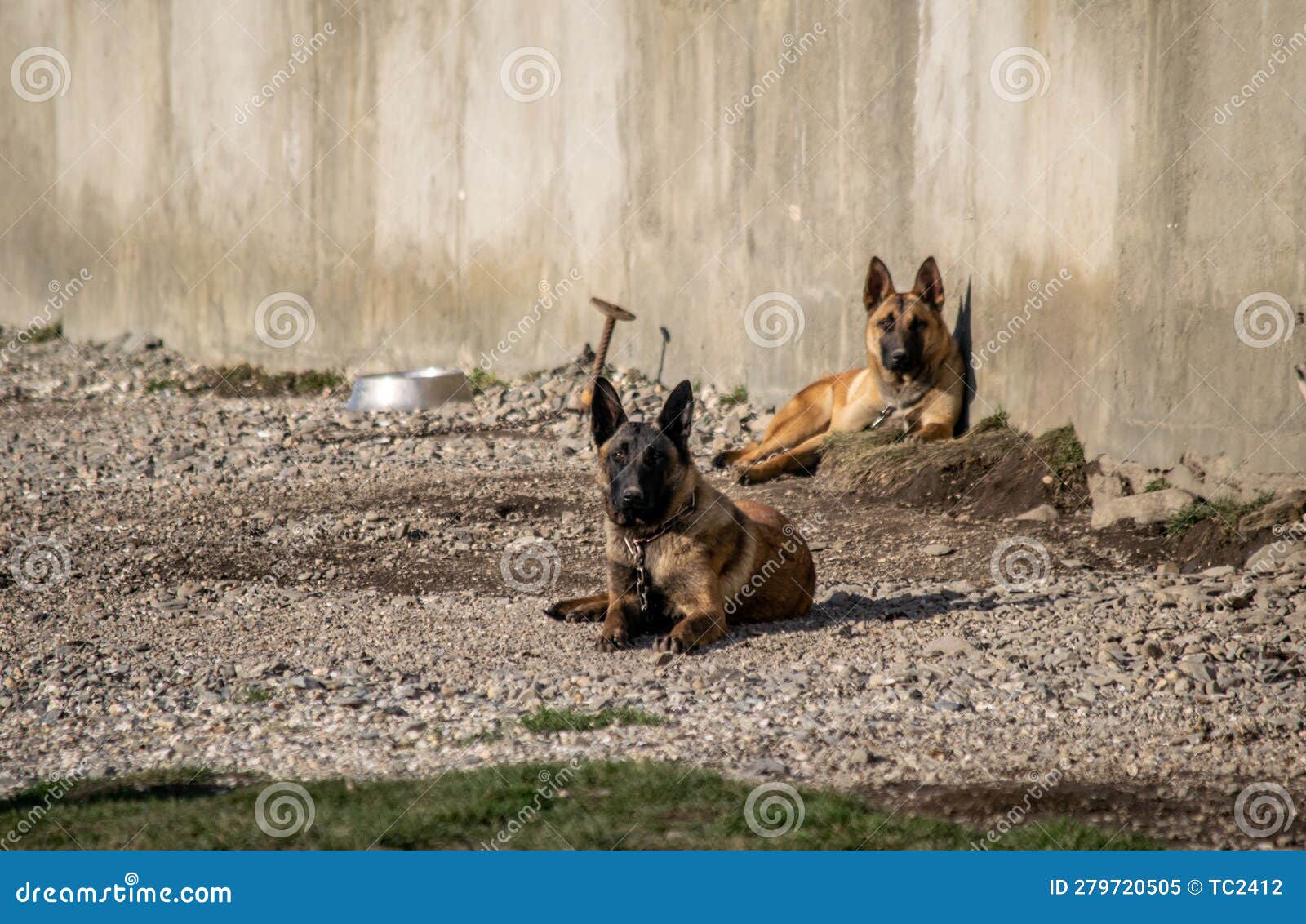 German Shepherd Dogs Resting on the Ground Stock Image - Image of ...