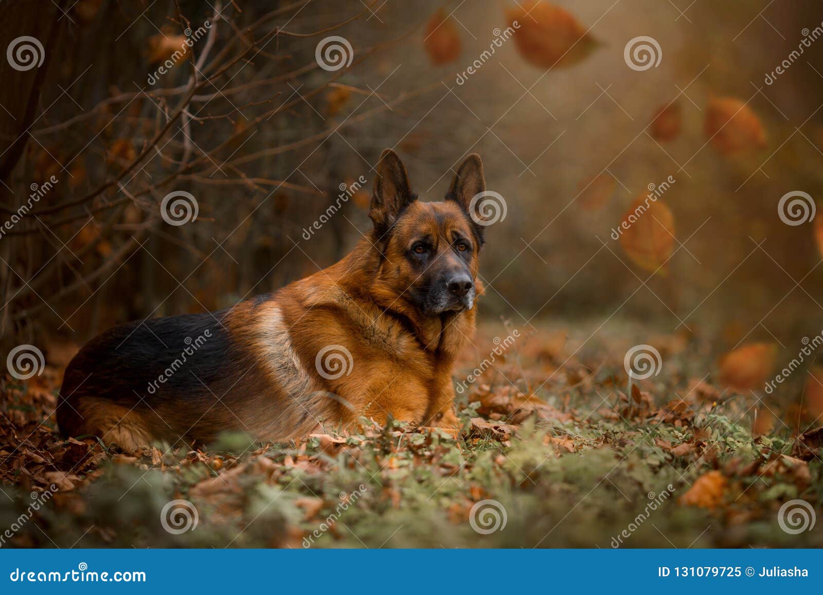 734 Portrait German Shepherd Autumn Leaves Stock Photos - Free ...