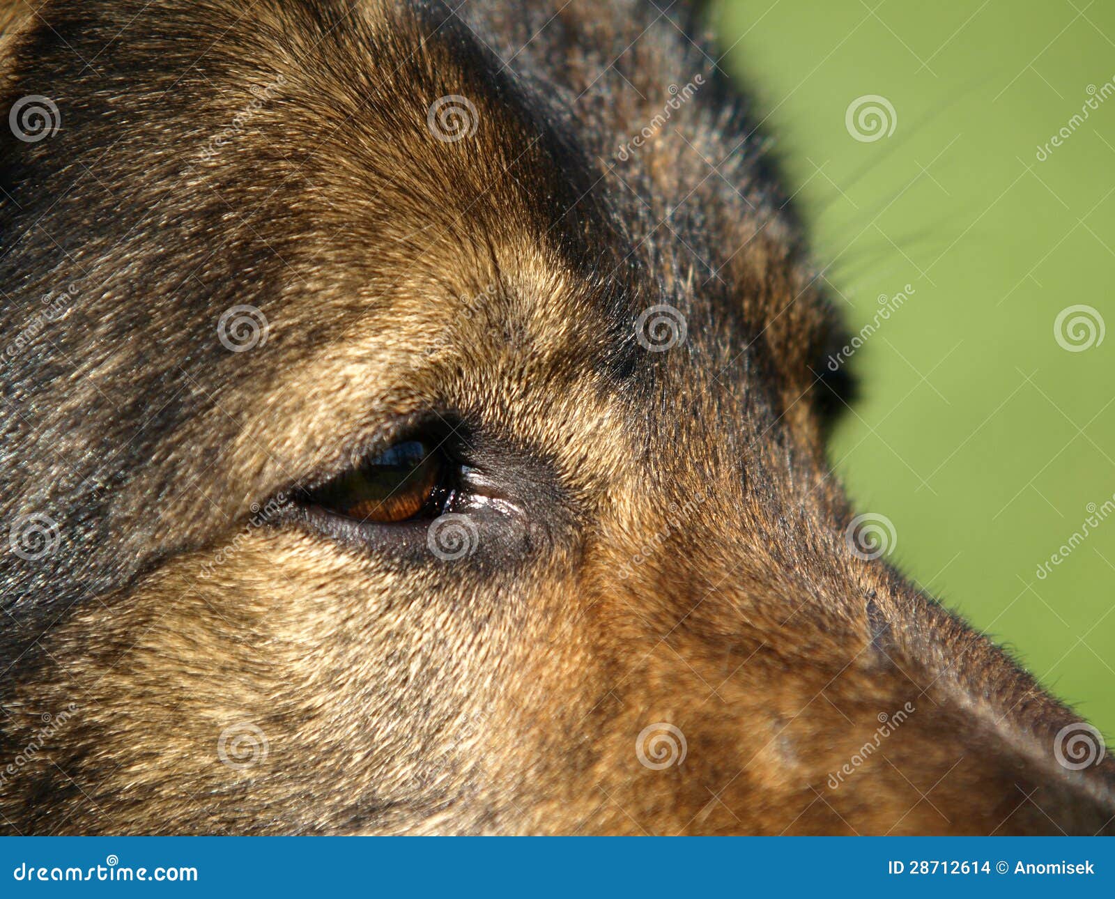 German shepherd eyes. stock photo. Image of detail, focus - 28712614