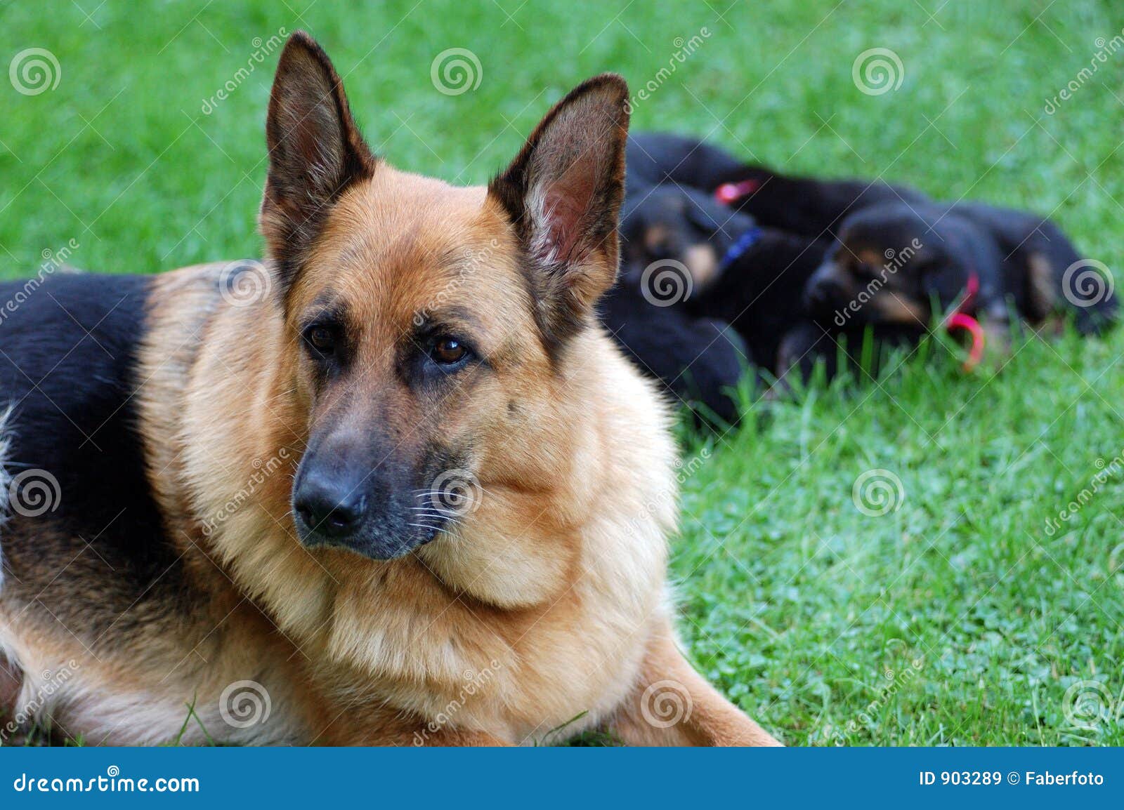 GERMAN SHEPHERD FAMILY stock image. Image of happy, domestic - 903289