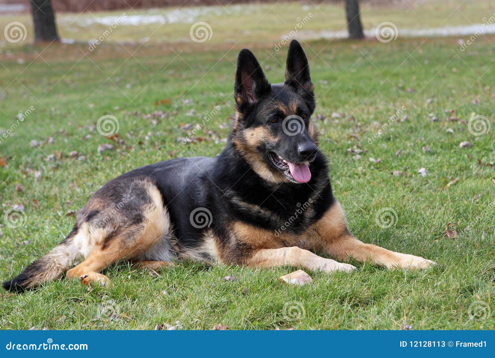German Shepherd Female stock image. Image of guard, brown - 12128113