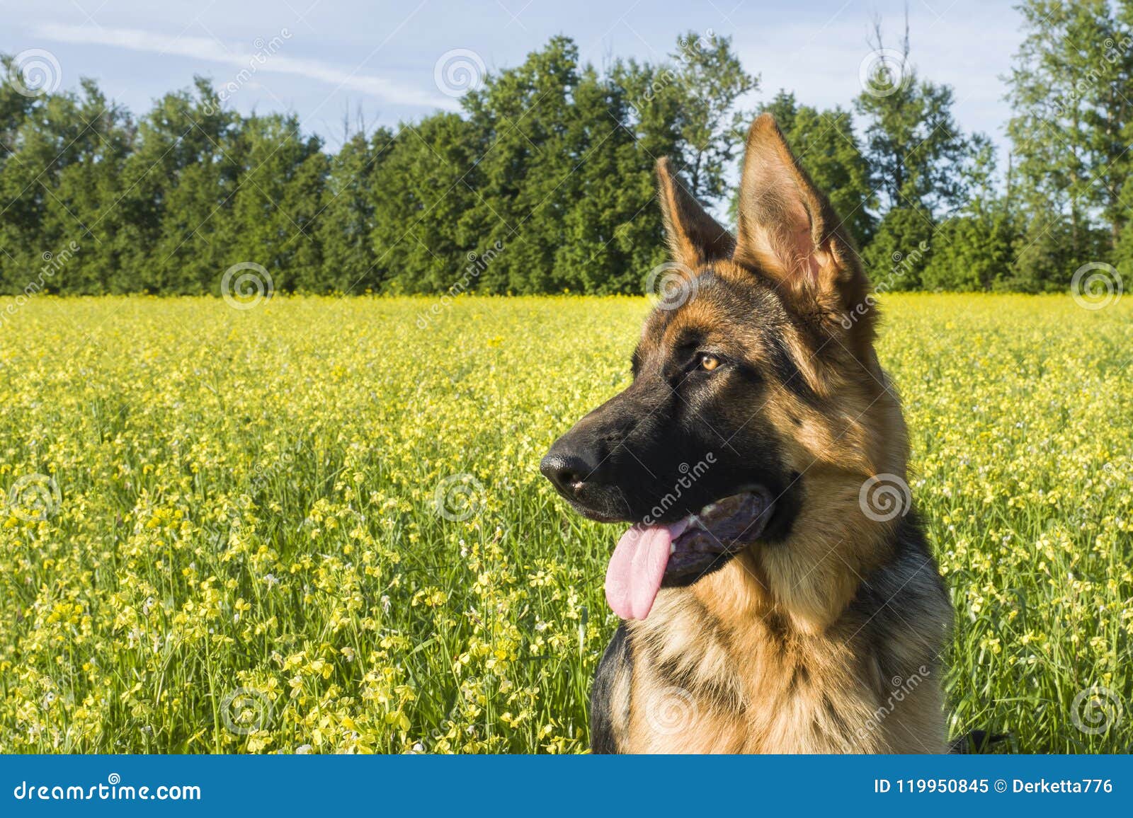 German Shepherd on the Field with Blooming Yellow Stock Image - Image ...