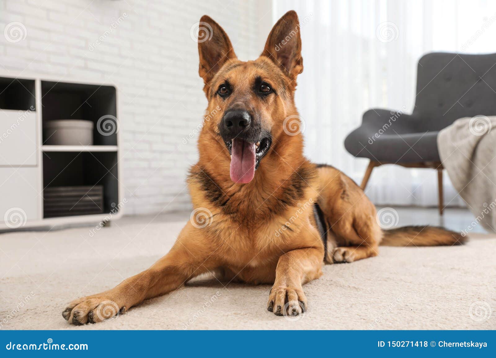 German shepherd on floor stock photo. Image of home - 150271418