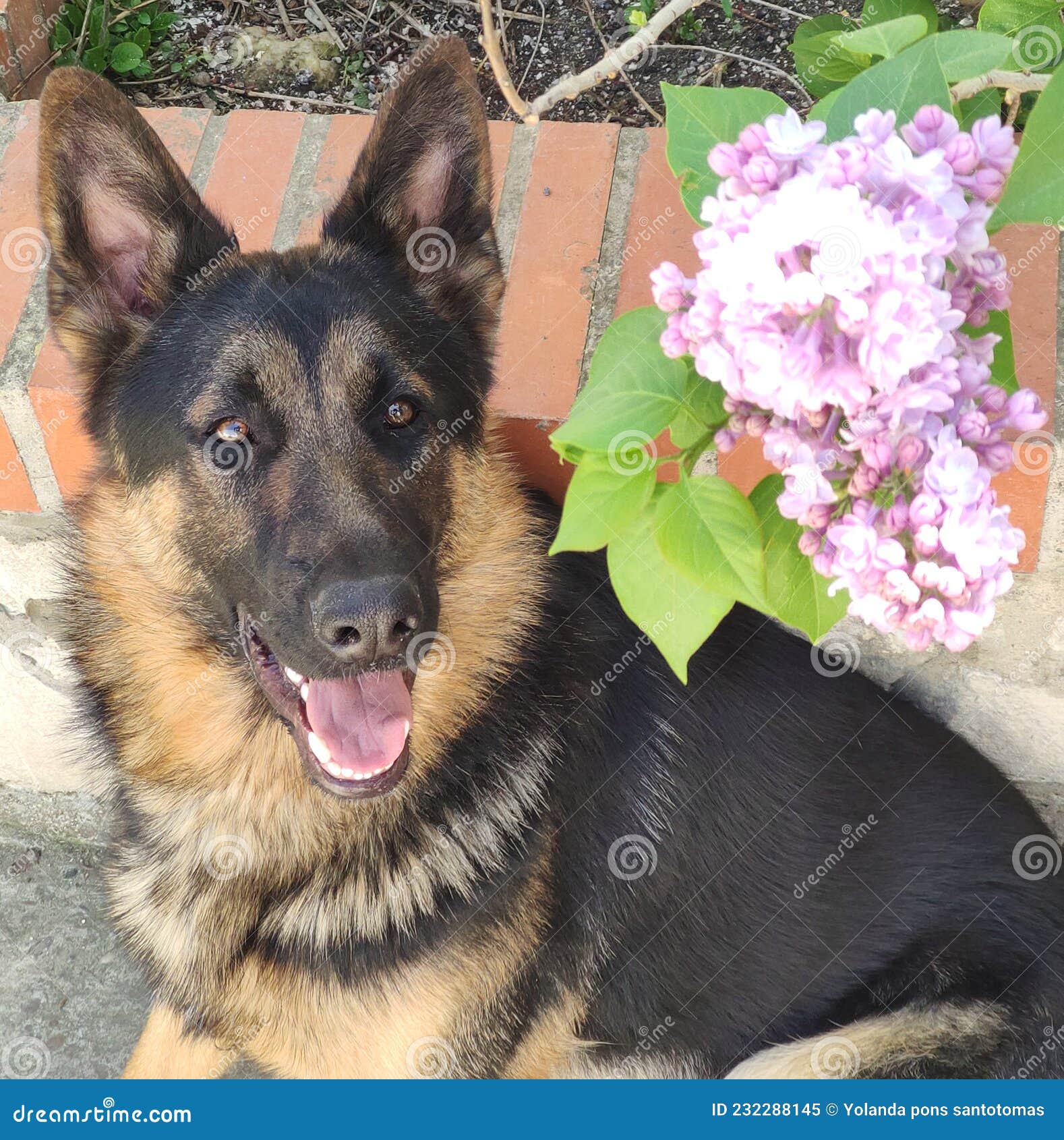 German Shepherd and Flowers Stock Image - Image of shepherd, mammal ...