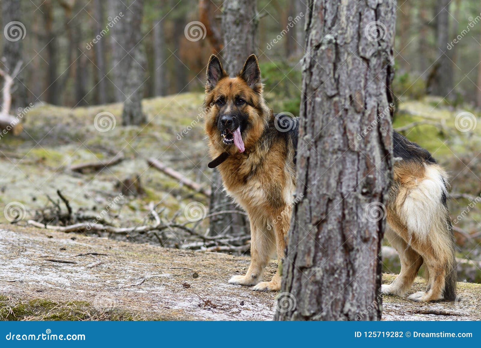 German Shepherd in the Forest Stock Photo - Image of trees, tree: 125719282