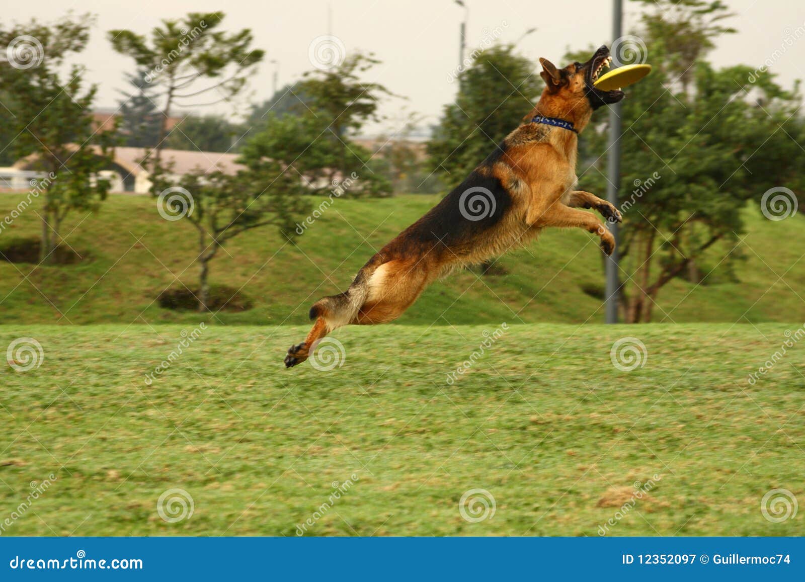German Shepherd and Frisbee Stock Image - Image of athletic, catch ...