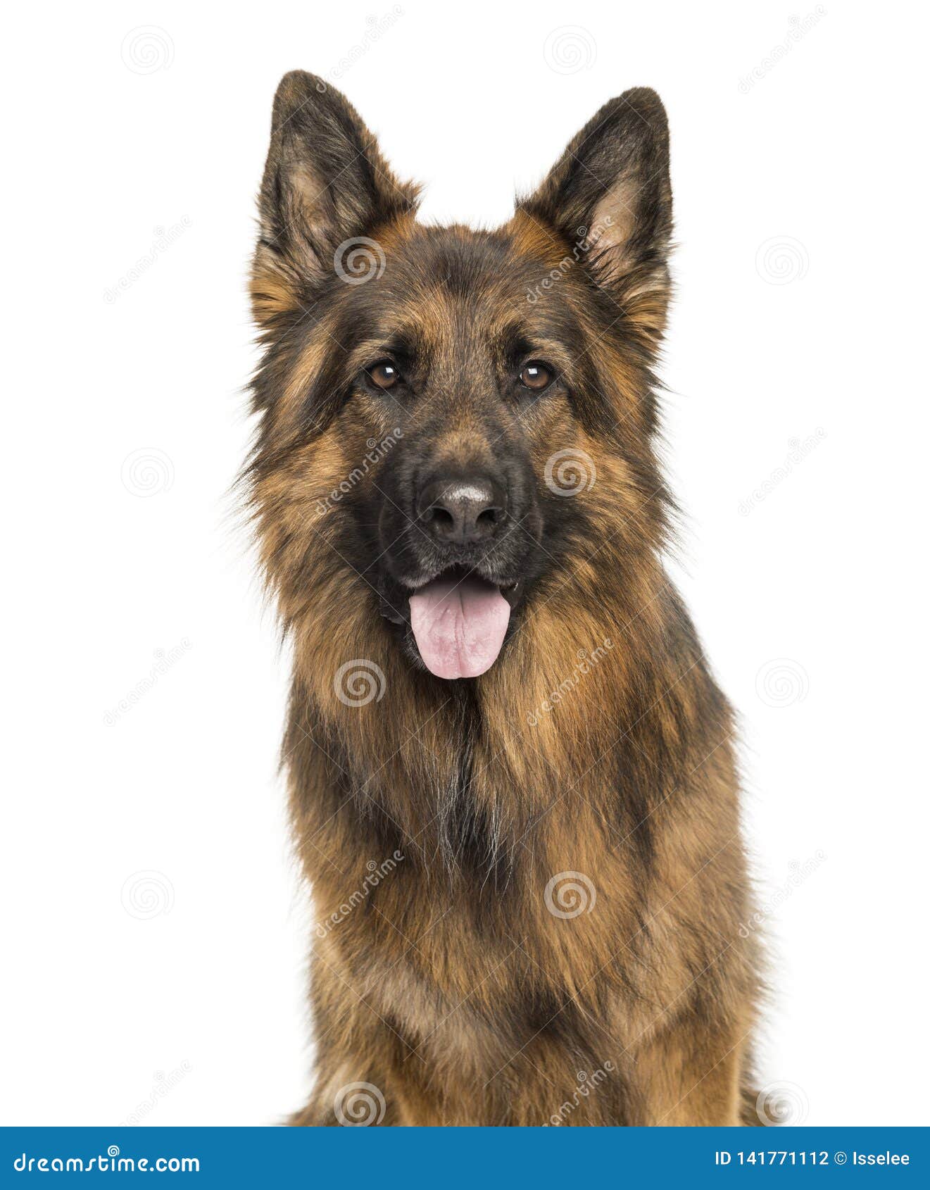 German Shepherd in Front of White Background Stock Photo - Image of ...