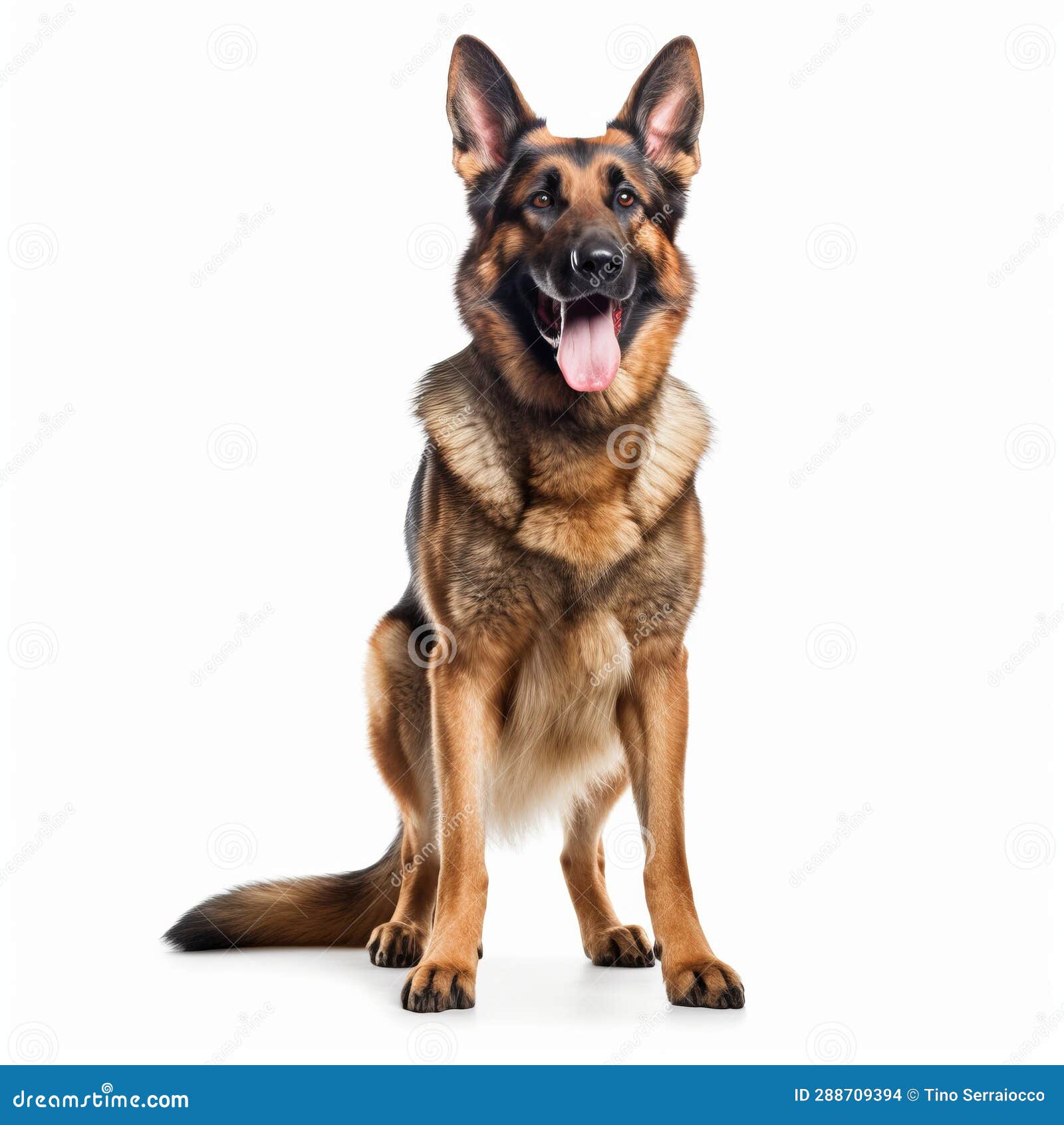 German Shepherd Full Body Facing Forward Clear White Background ...