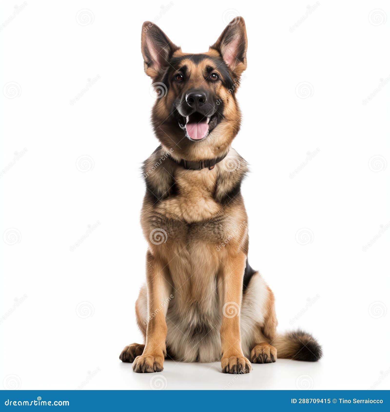 German Shepherd Full Body Facing Forward Clear White Background ...