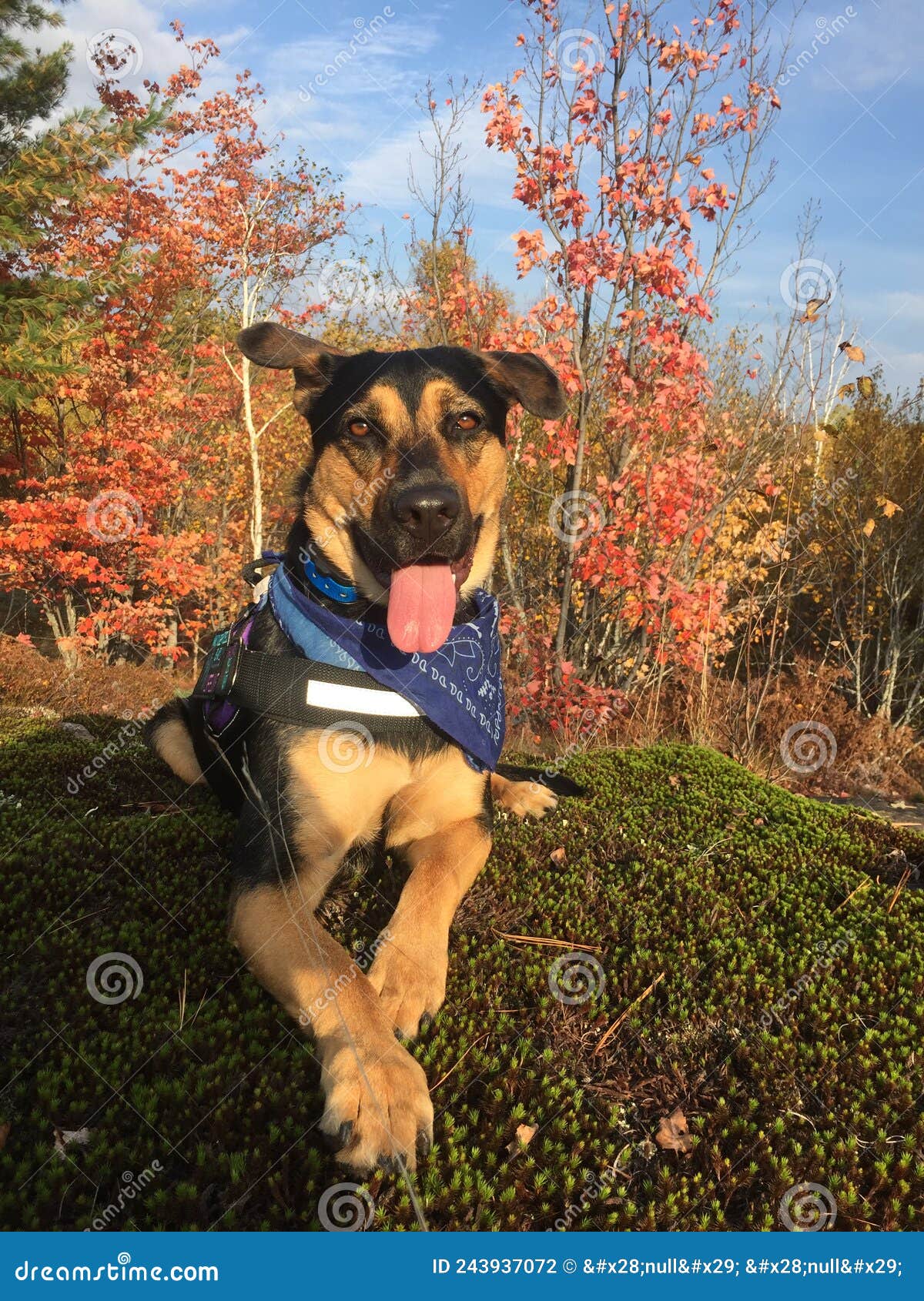 German shepherd stock photo. Image of shepherd, fall - 243937072