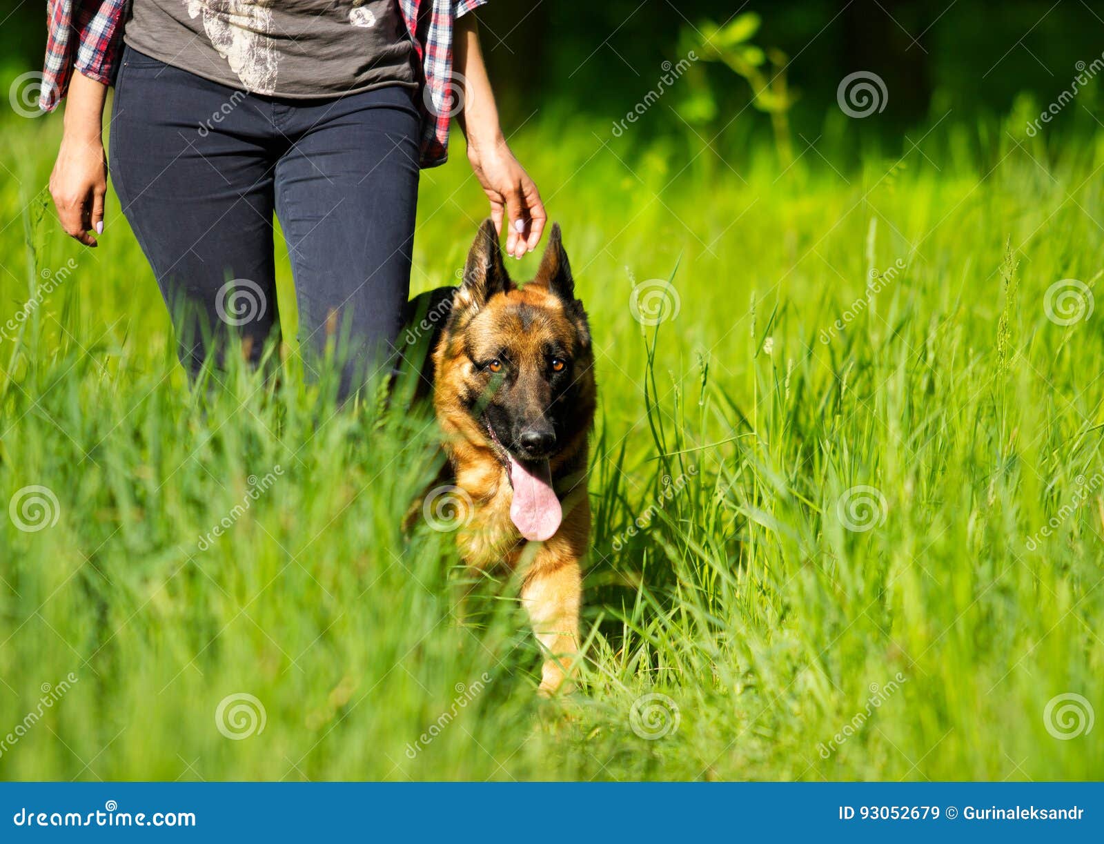 German Shepherd goes stock image. Image of meadow, cute - 93052679