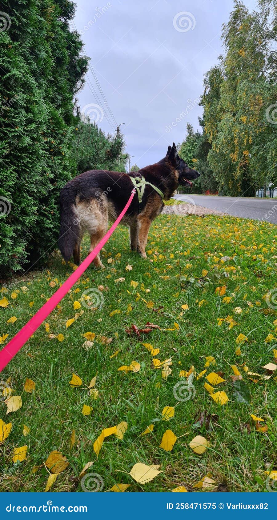German Shepherd Goes for a Walk Stock Image - Image of leaves, animal ...