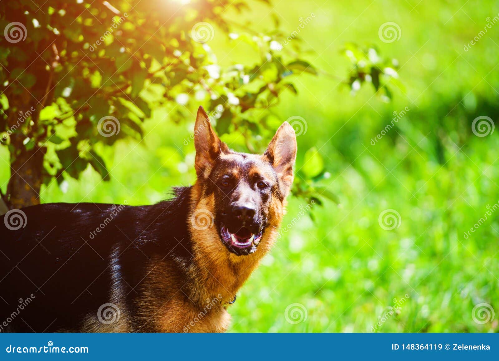 German Shepherd on Green Grass Stock Image - Image of young, looking ...