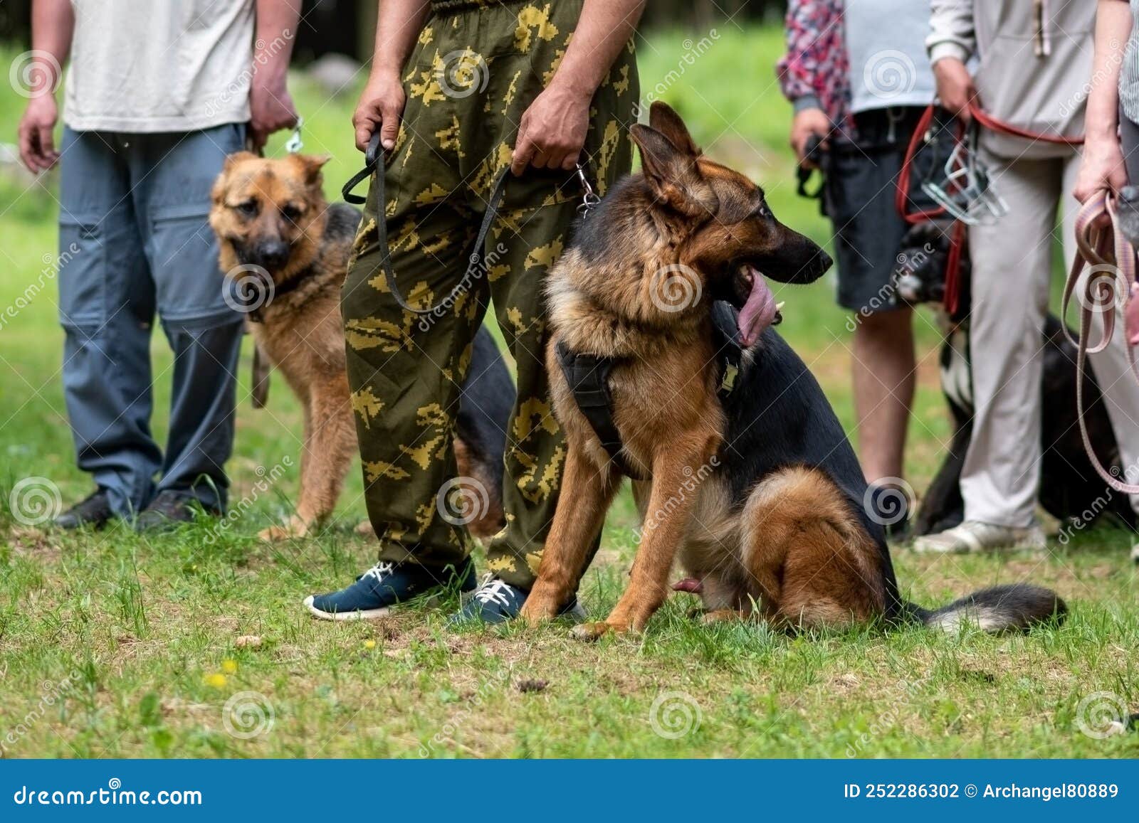 German Shepherd at Group Dog Training. Stock Photo - Image of mammal ...