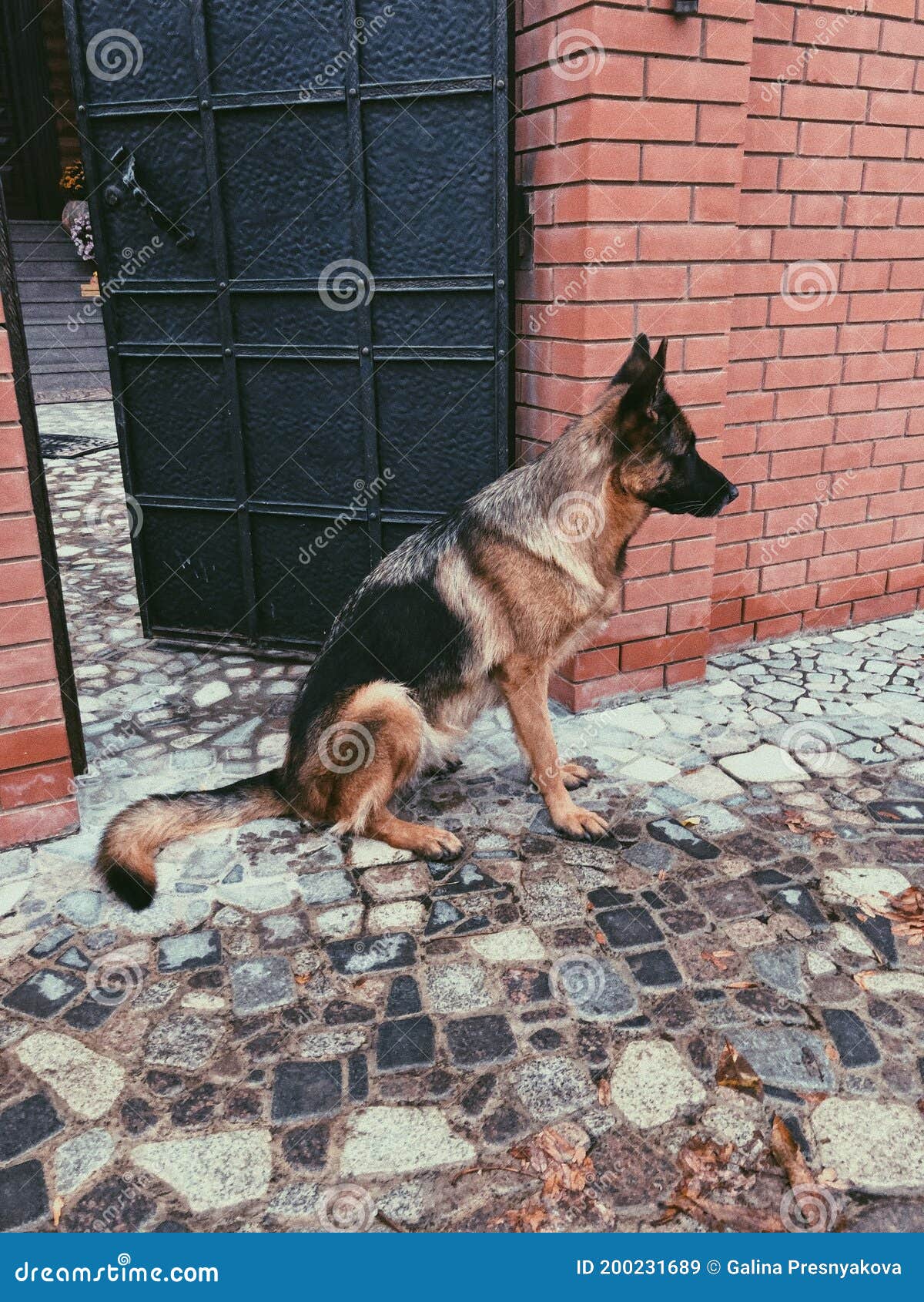 German Shepherd Guarding the Gate. Stock Image - Image of gate, head ...