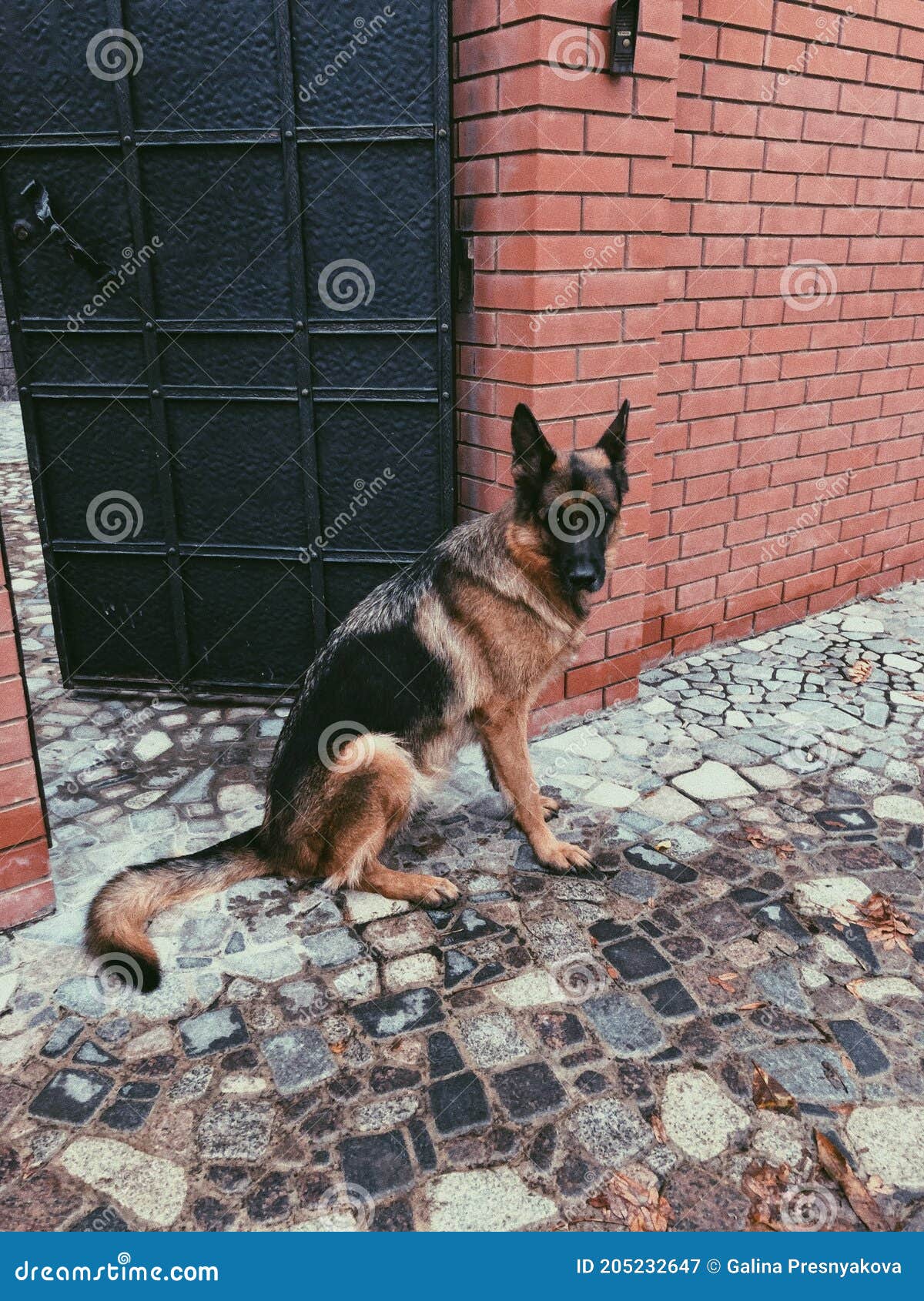 German Shepherd Guarding the Gate Stock Image - Image of barking ...