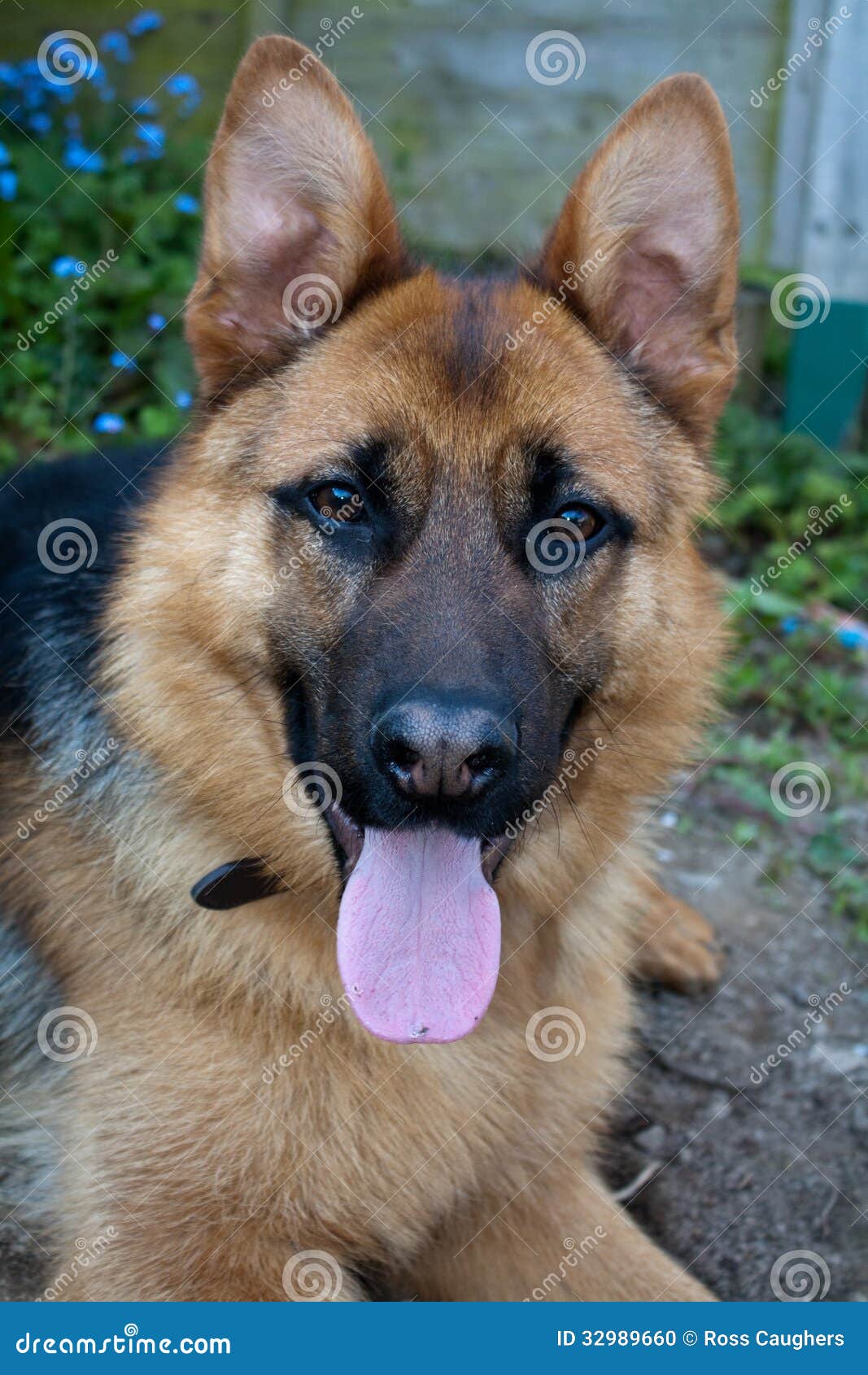 German Shepherd panting stock photo. Image of alert, mouth - 32989660