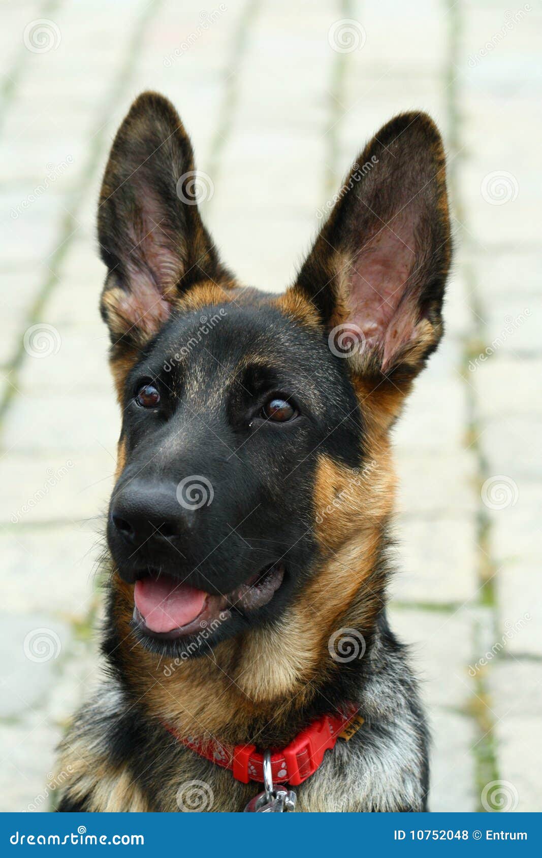 German Shepherd Happy Puppy Stock Photo - Image of german, play: 10752048