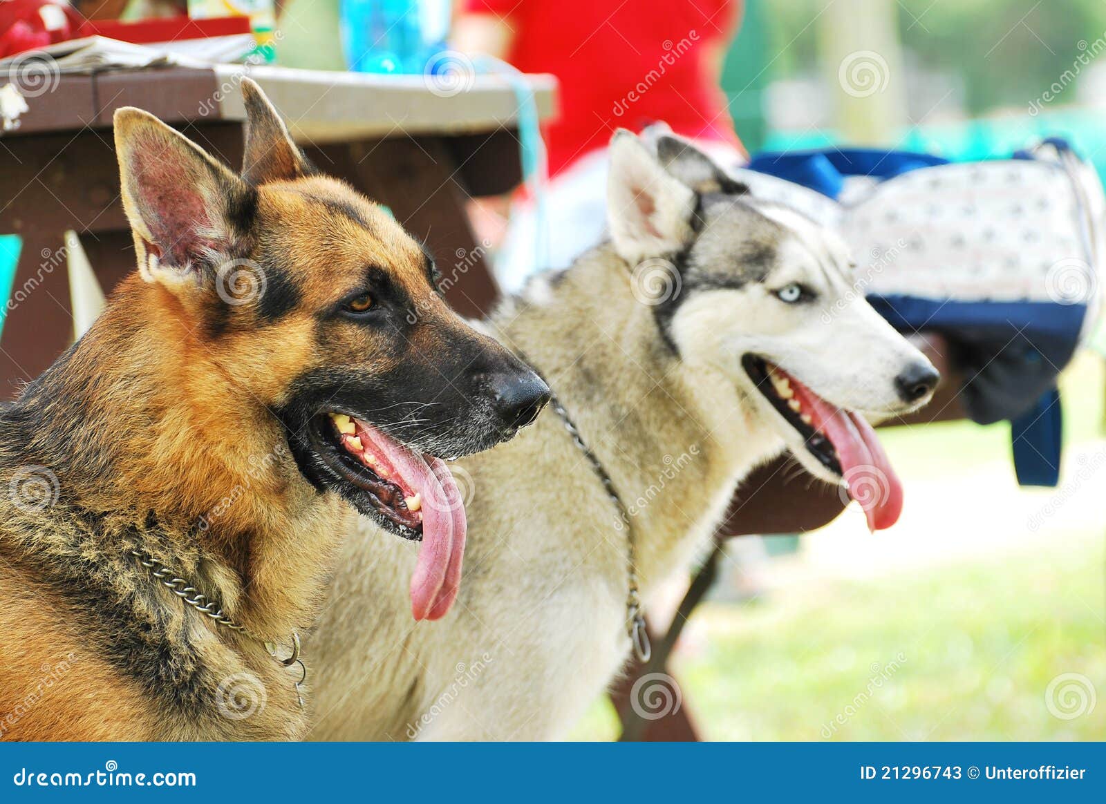 German Shepherd and Husky stock image. Image of hear - 21296743