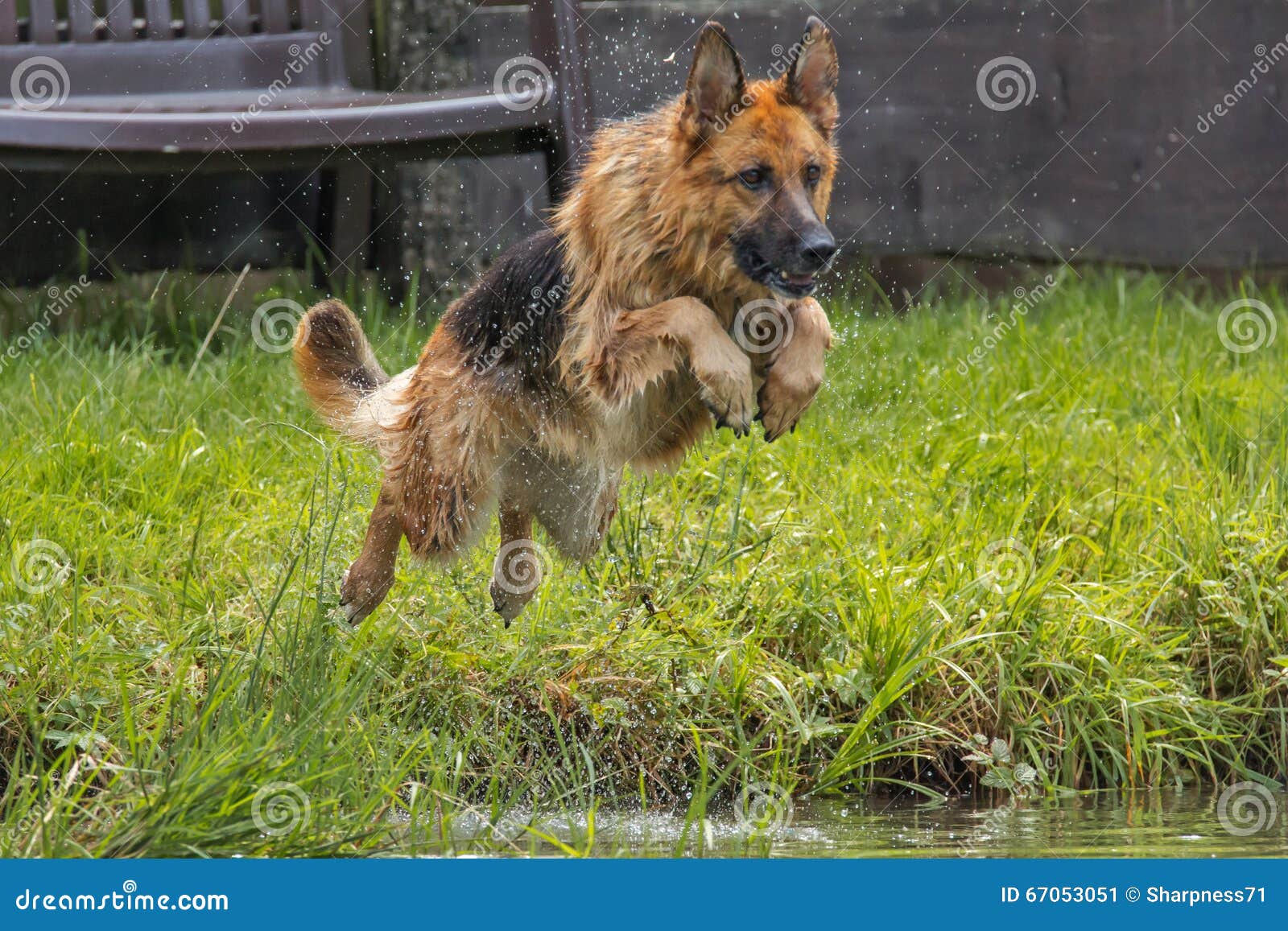 German shepherd jump stock image. Image of wait, canis - 67053051
