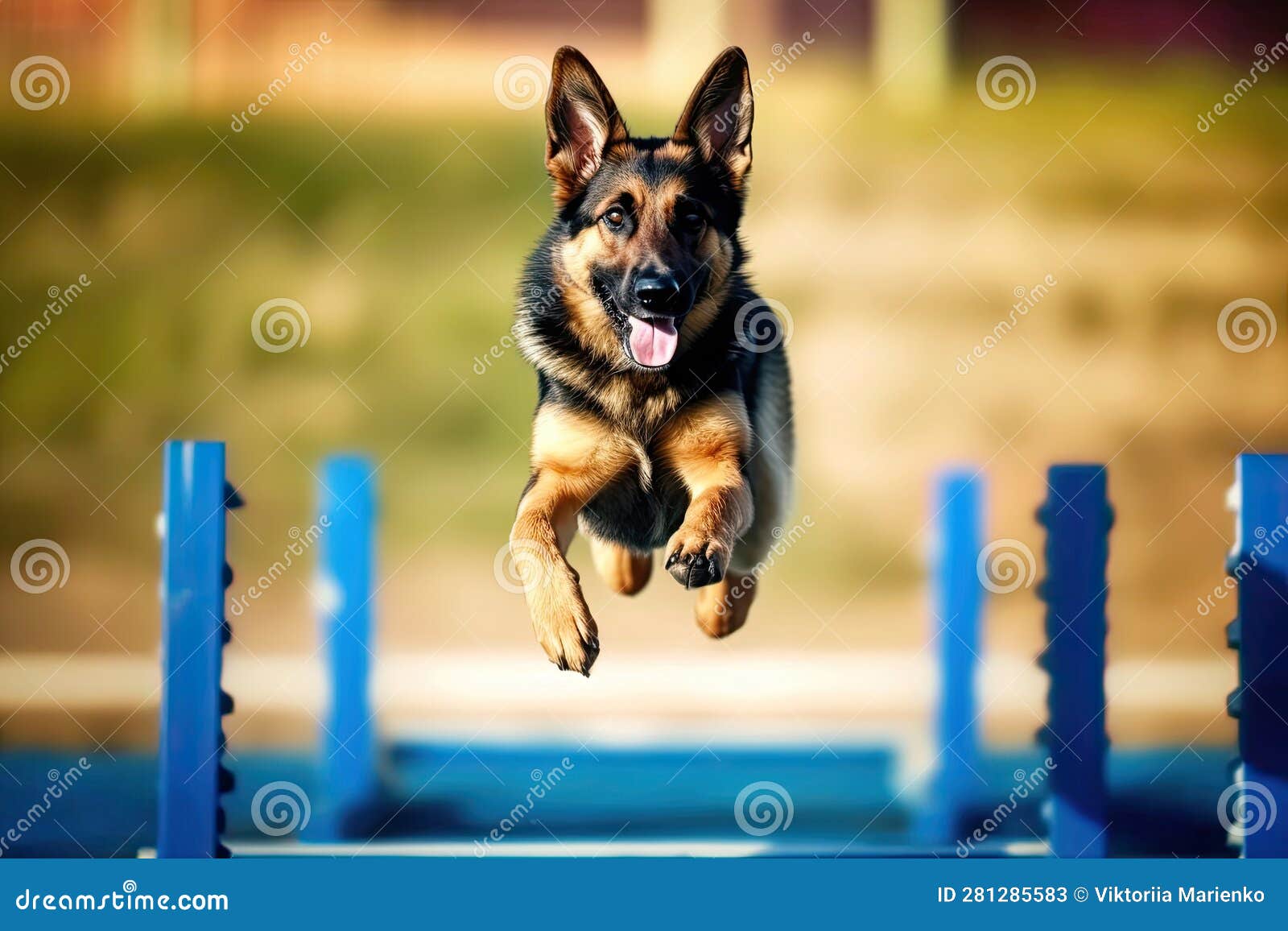 German Shepherd Jumps Over an Obstacle in Agility Competitions Stock ...