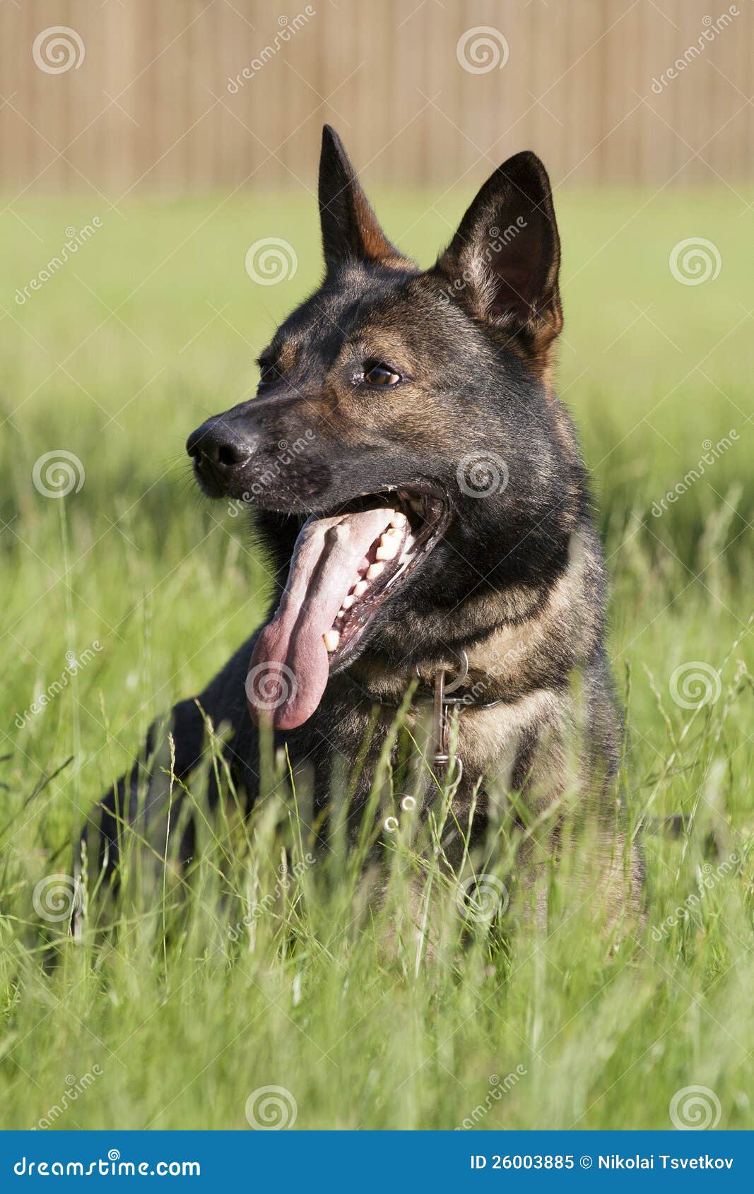 German Shepherd laying stock image. Image of friendly - 26003885