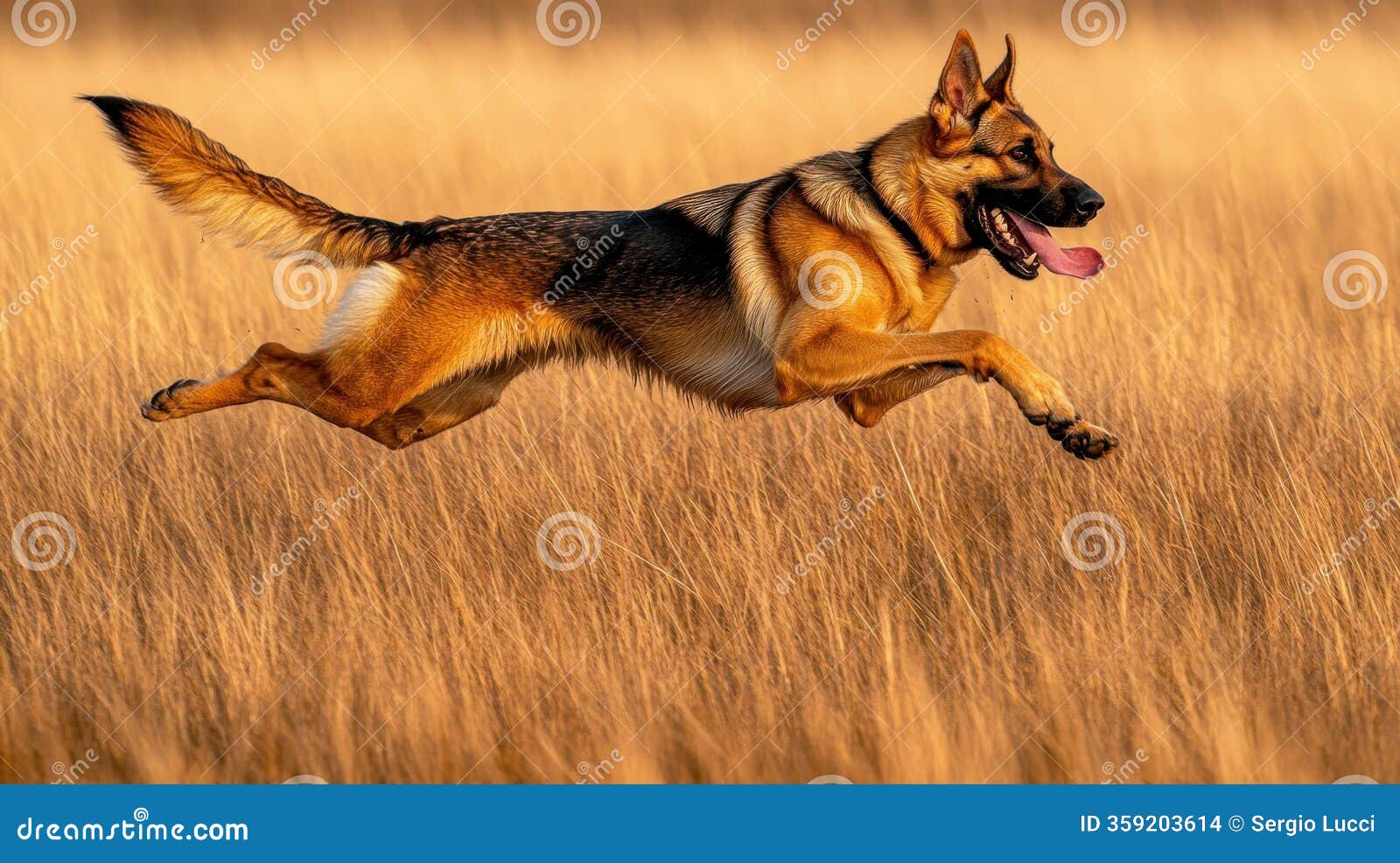 A German Shepherd Leaping through Golden Grass in a Field during Sunset ...
