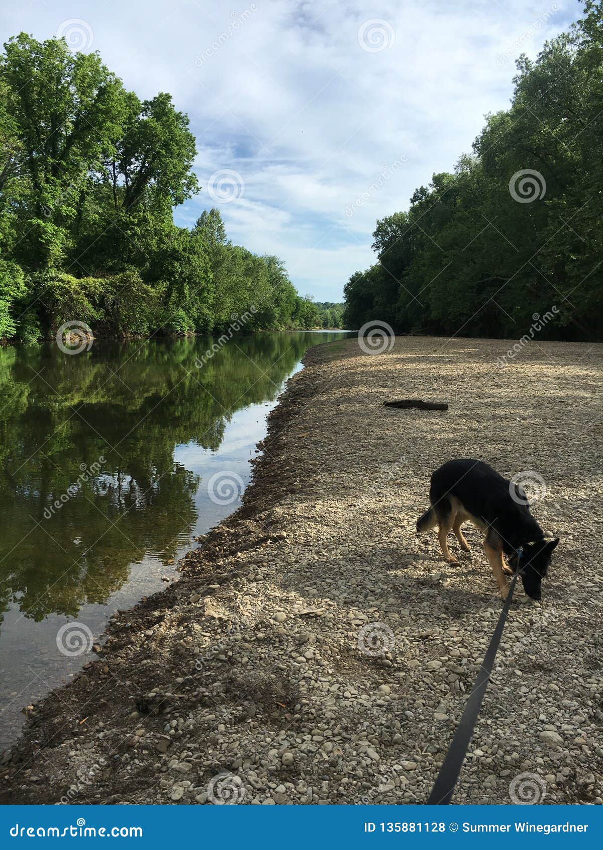 German Shepherd on leash stock photo. Image of river - 135881128
