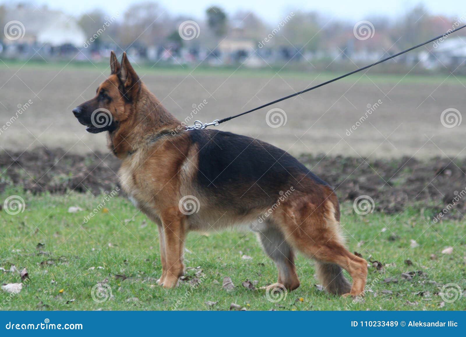 German Shepherd IV stock image. Image of companion, dream - 110233489