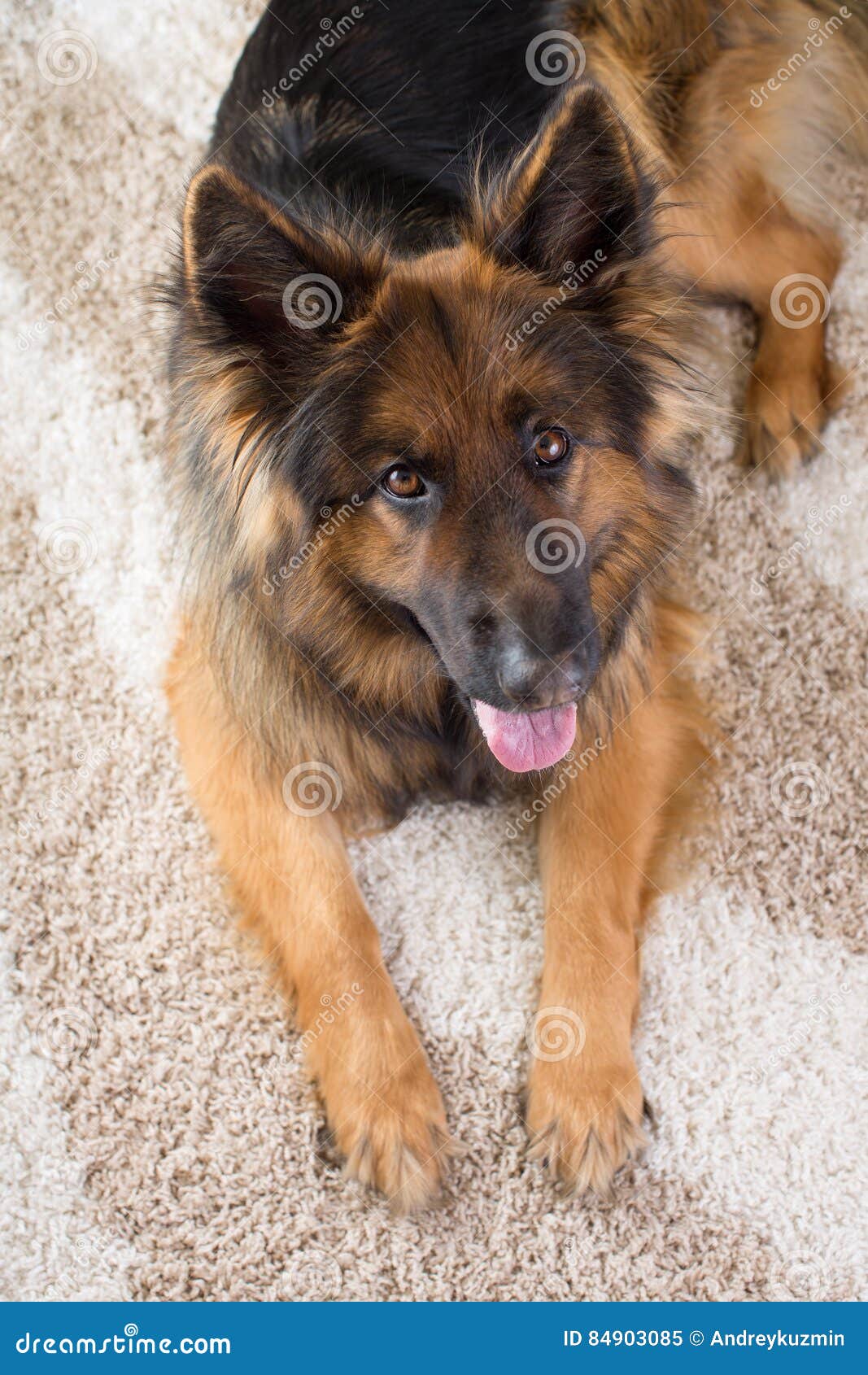 German Shepherd Long-haired Dog on Carpet Top View Stock Image - Image ...