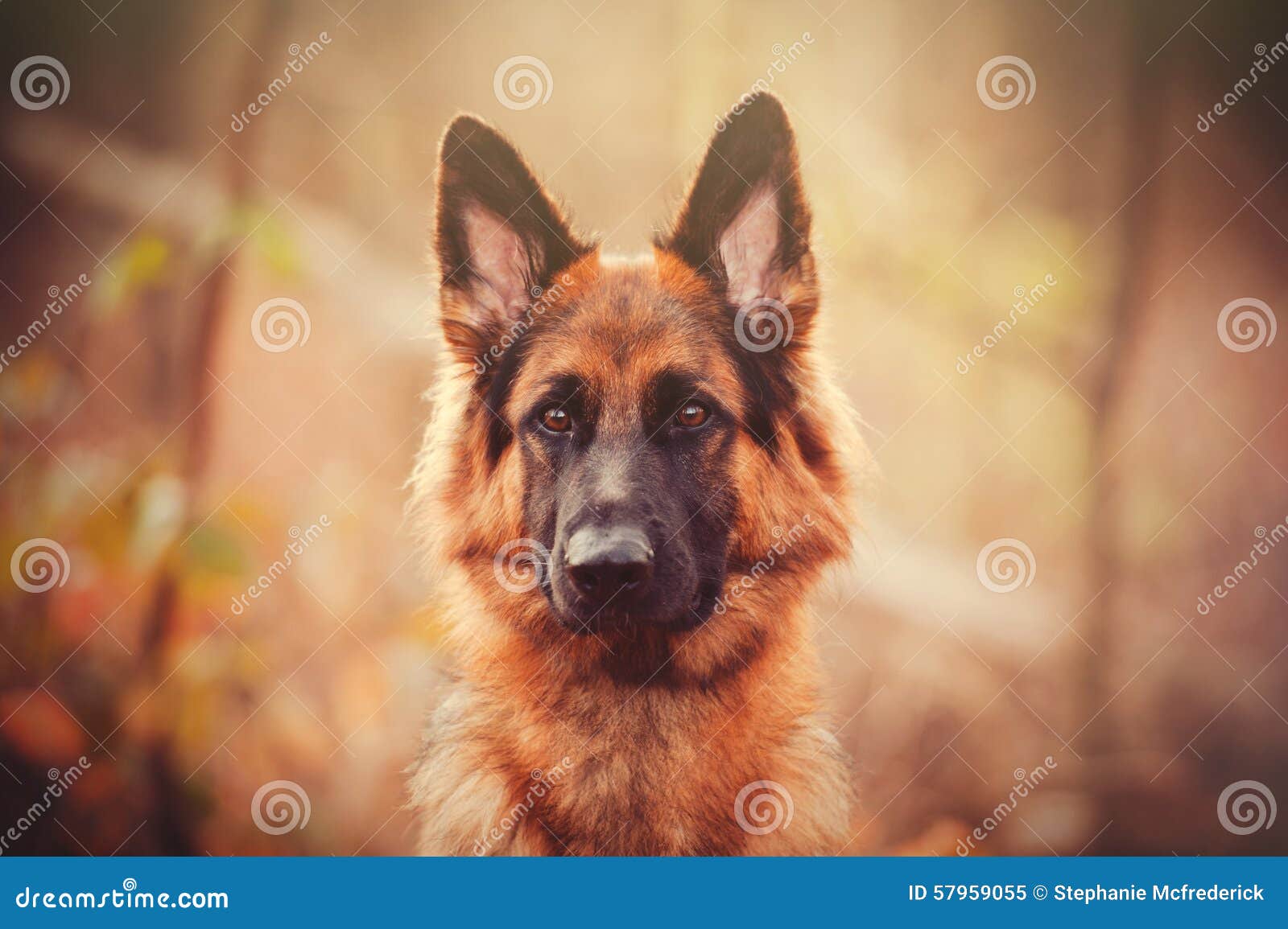 German Shepherd stock image. Image of stare, german, haired - 57959055