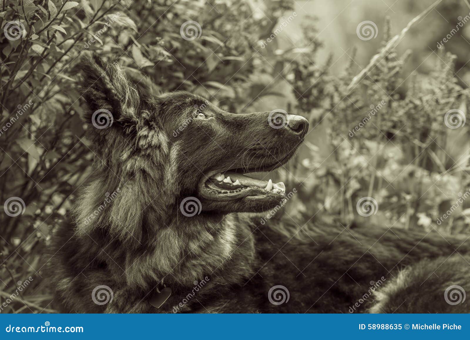 German shepherd looking up stock image. Image of canine - 58988635