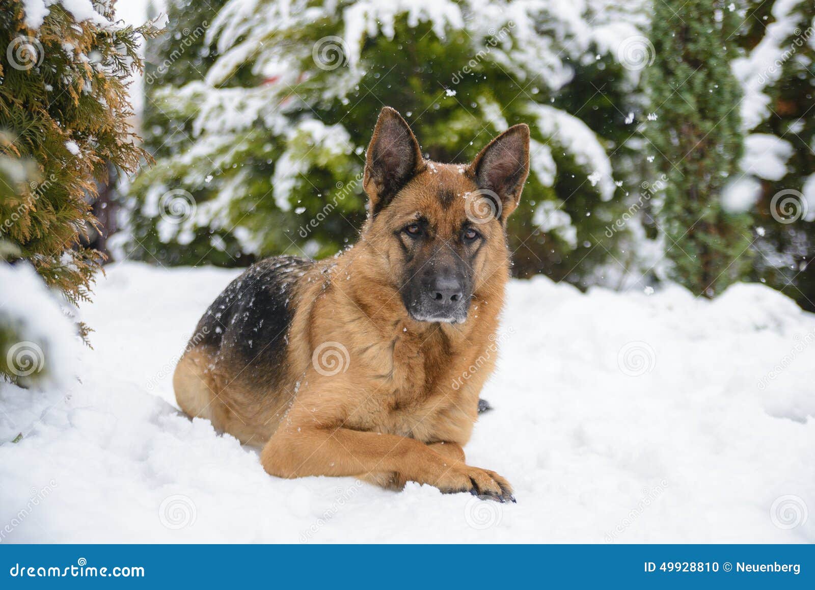 German Shepherd Lying on the Snow Stock Photo - Image of trees ...